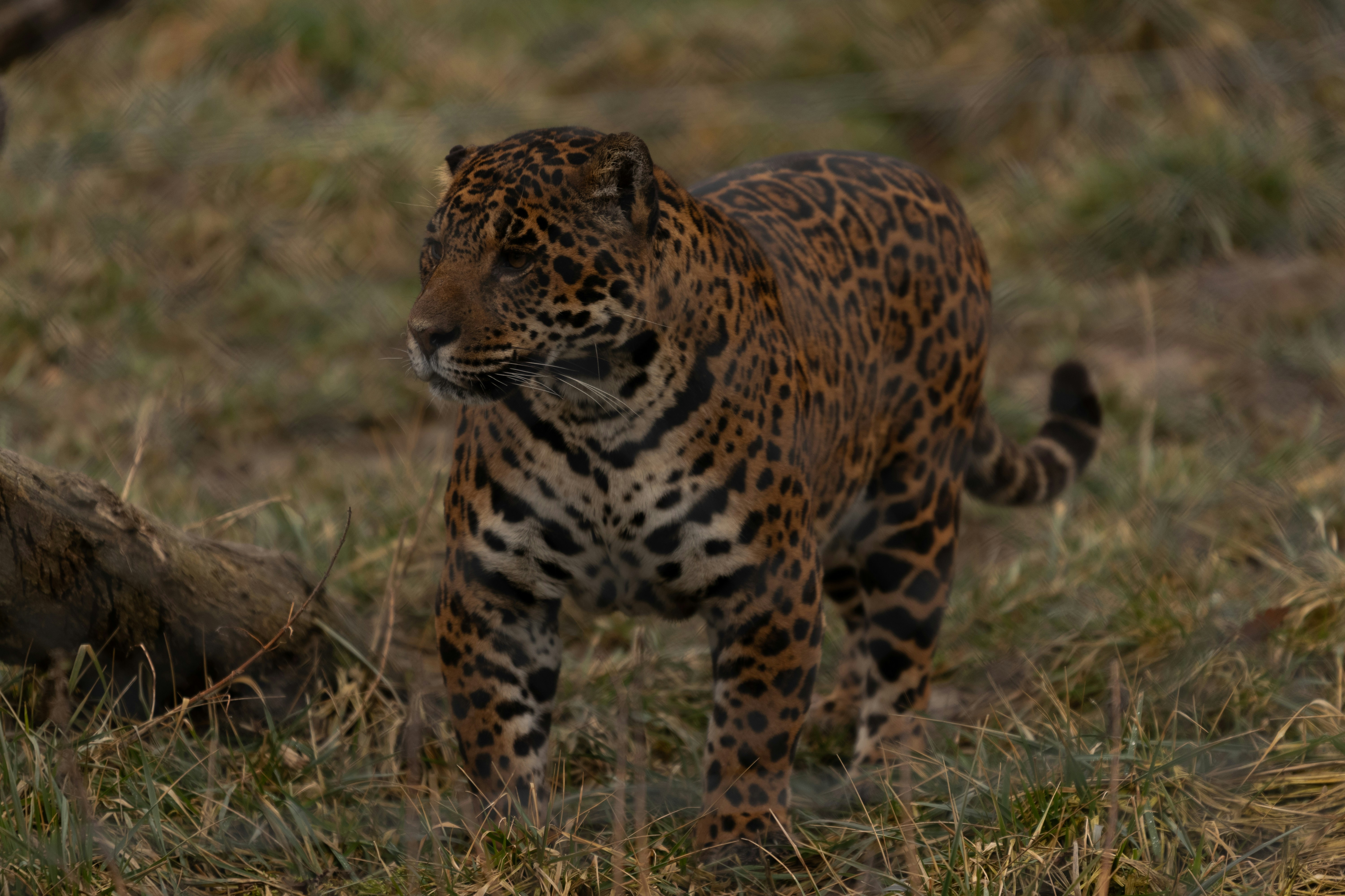Leopard Sentinel in Golden Grass at Dusk