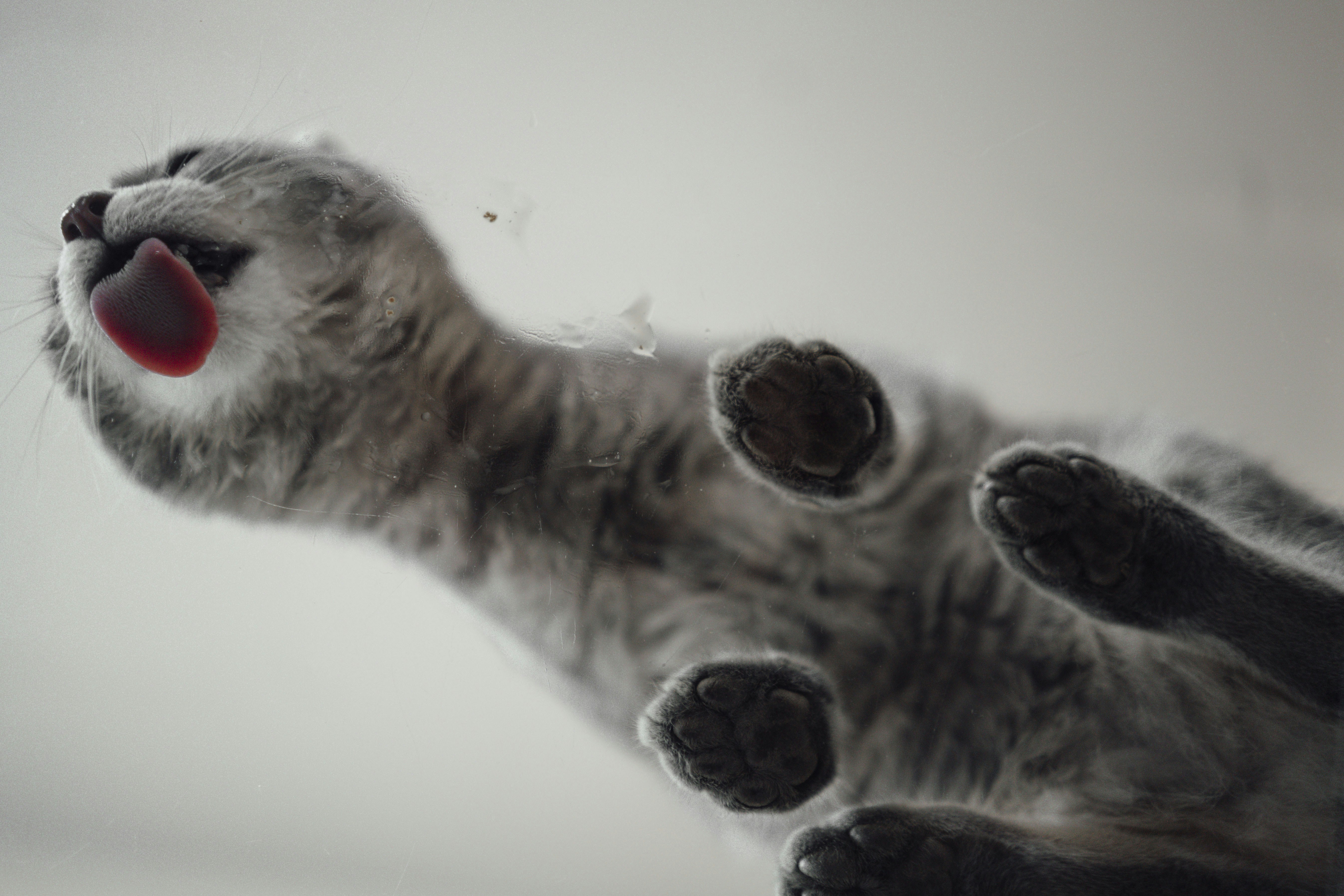 A cat's mid-air yawn: suspended play in a blurred white backdrop