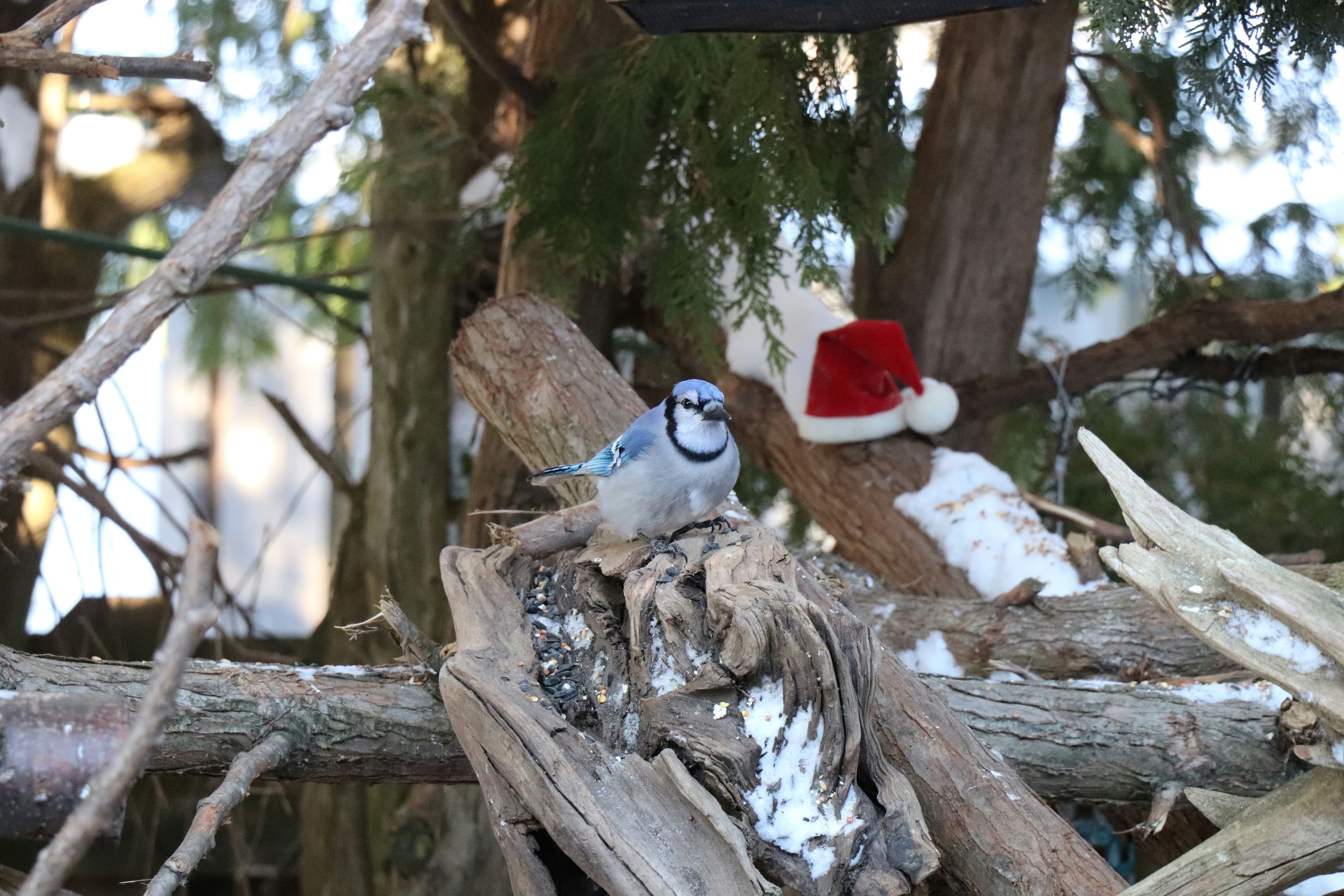 Blue Jay Perched on Winter Log with Santa Hat Moment