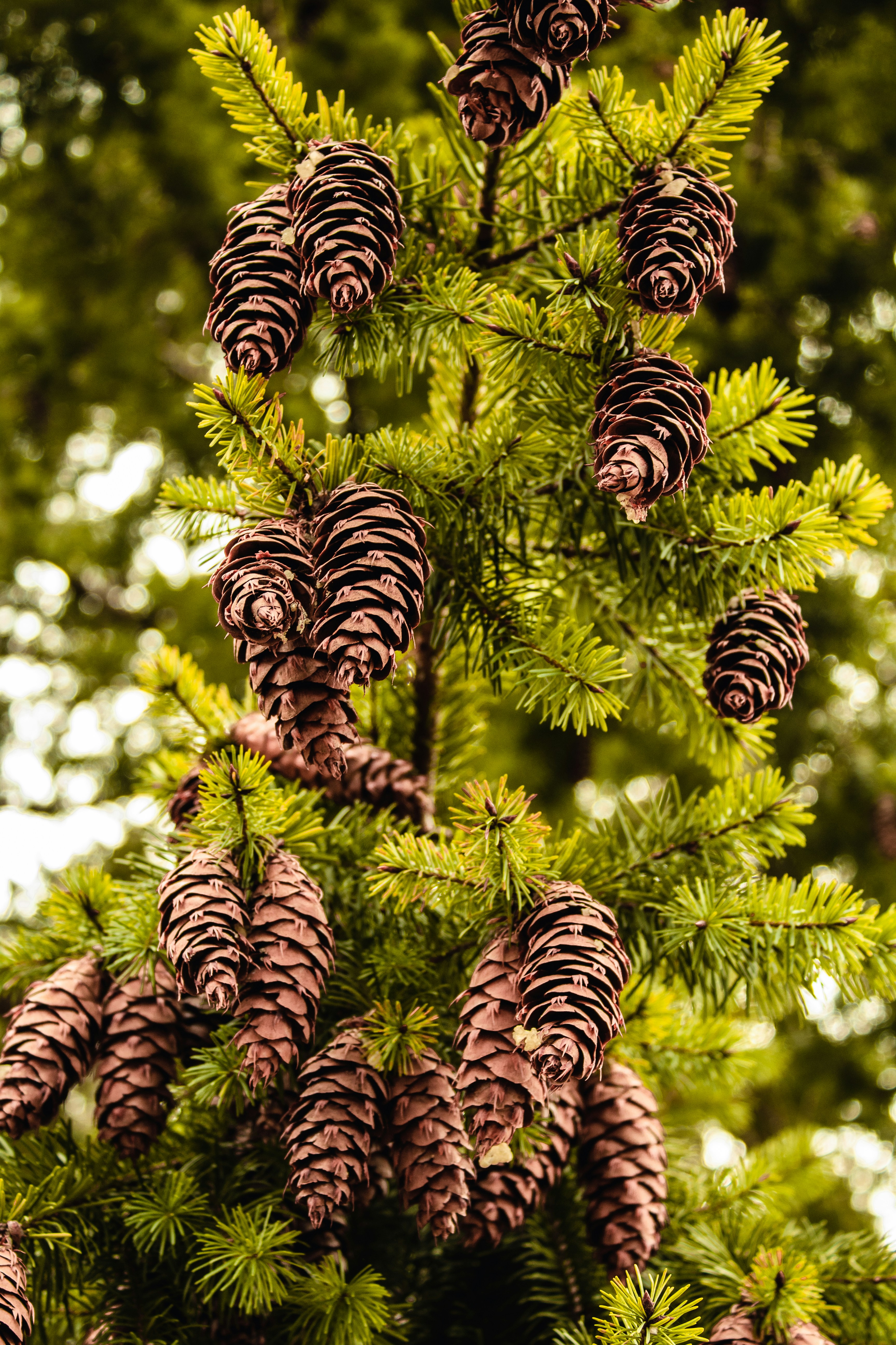 green pine tree during daytime