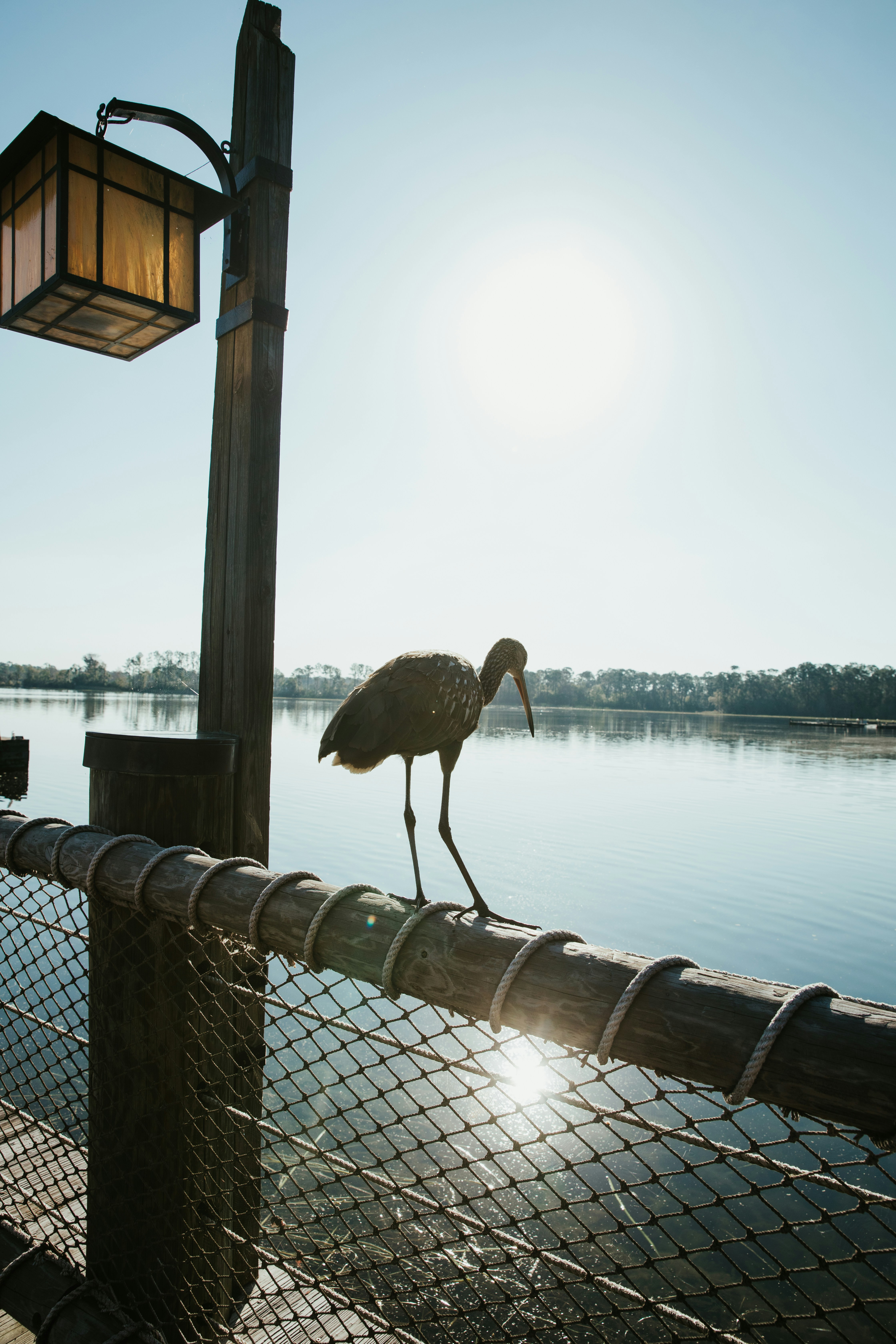 Heron on the Rail: Quiet Moment by the Water