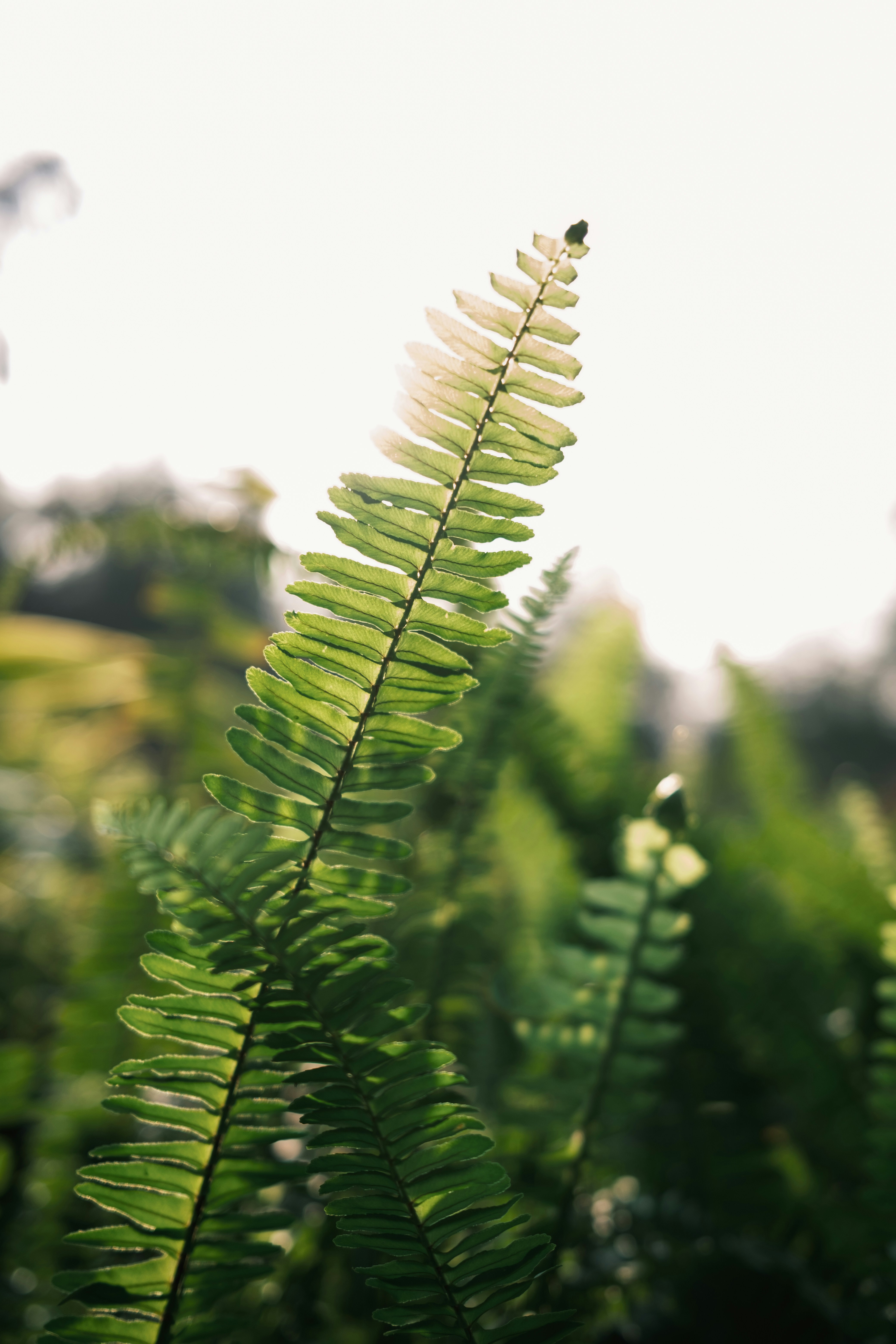 Backlit Fern Frond Finds Light: a Quiet Macro Moment