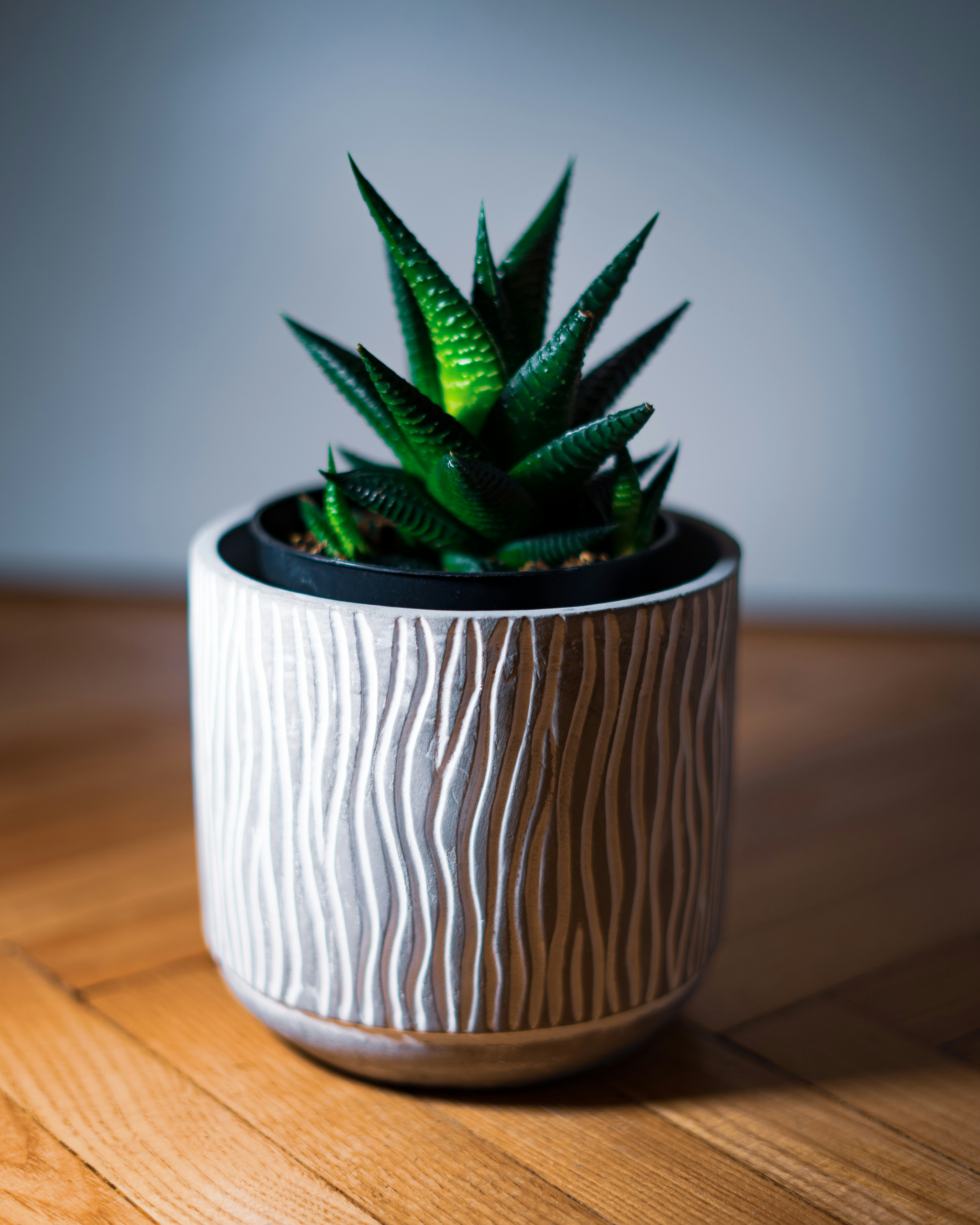 Succulent plant thriving in a uniquely textured pot, set against a softly blurred background. The interplay of light accentuates the plant's vibrant hues.