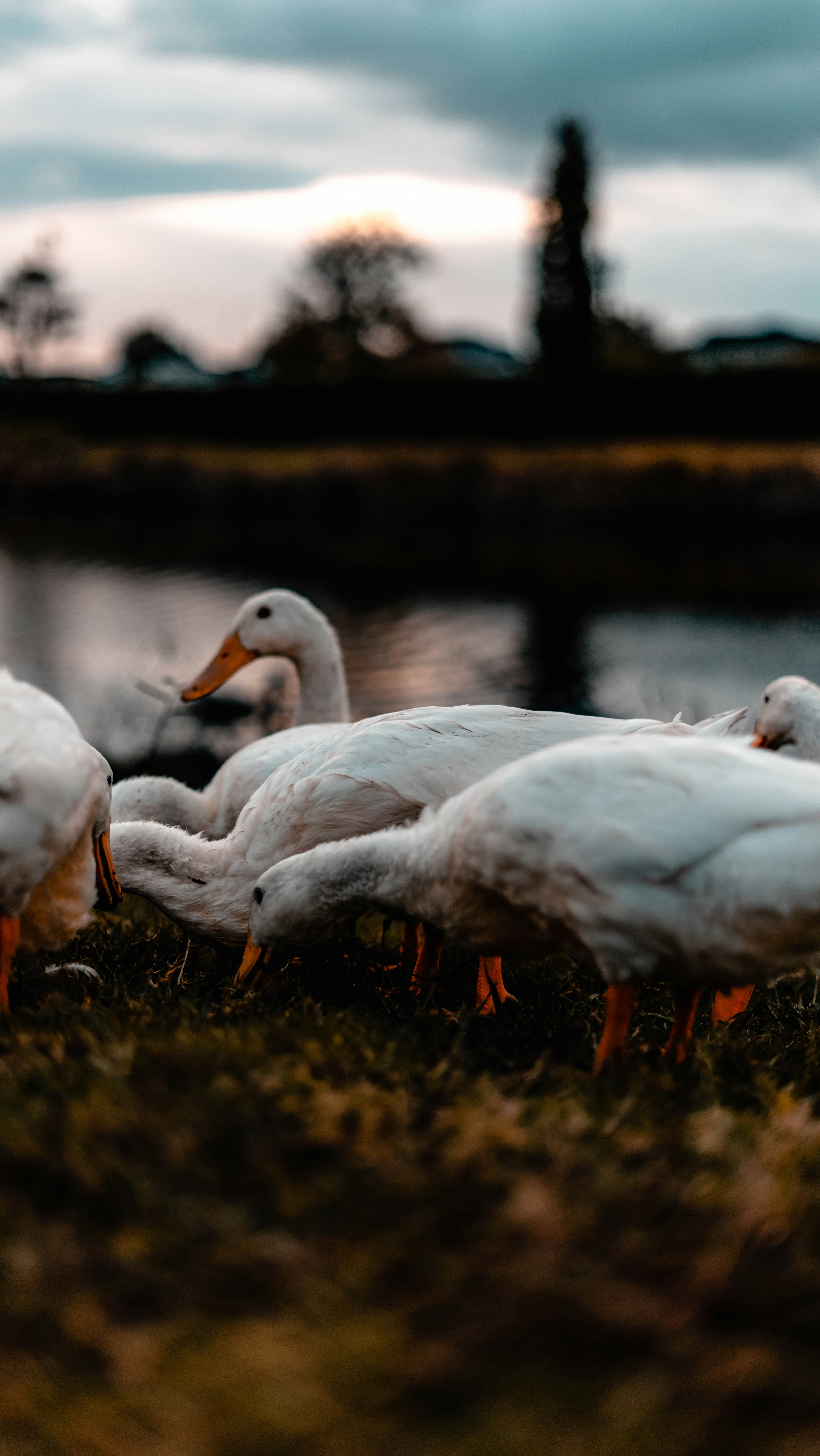 White Feathers at Twilight: A Flock by the Shore