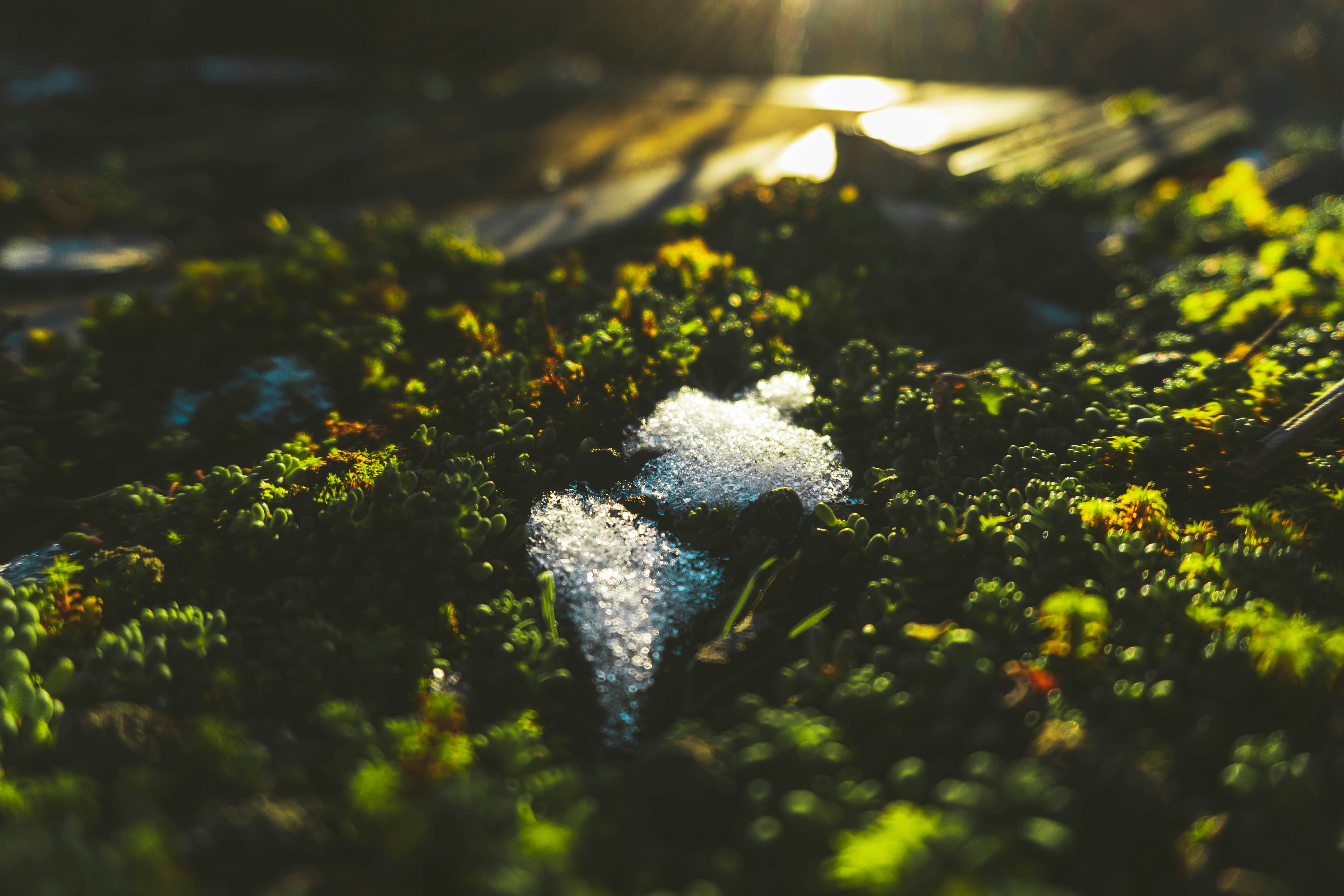 A Tiny Heart of Ice Nestled in Moss Under Afternoon Light