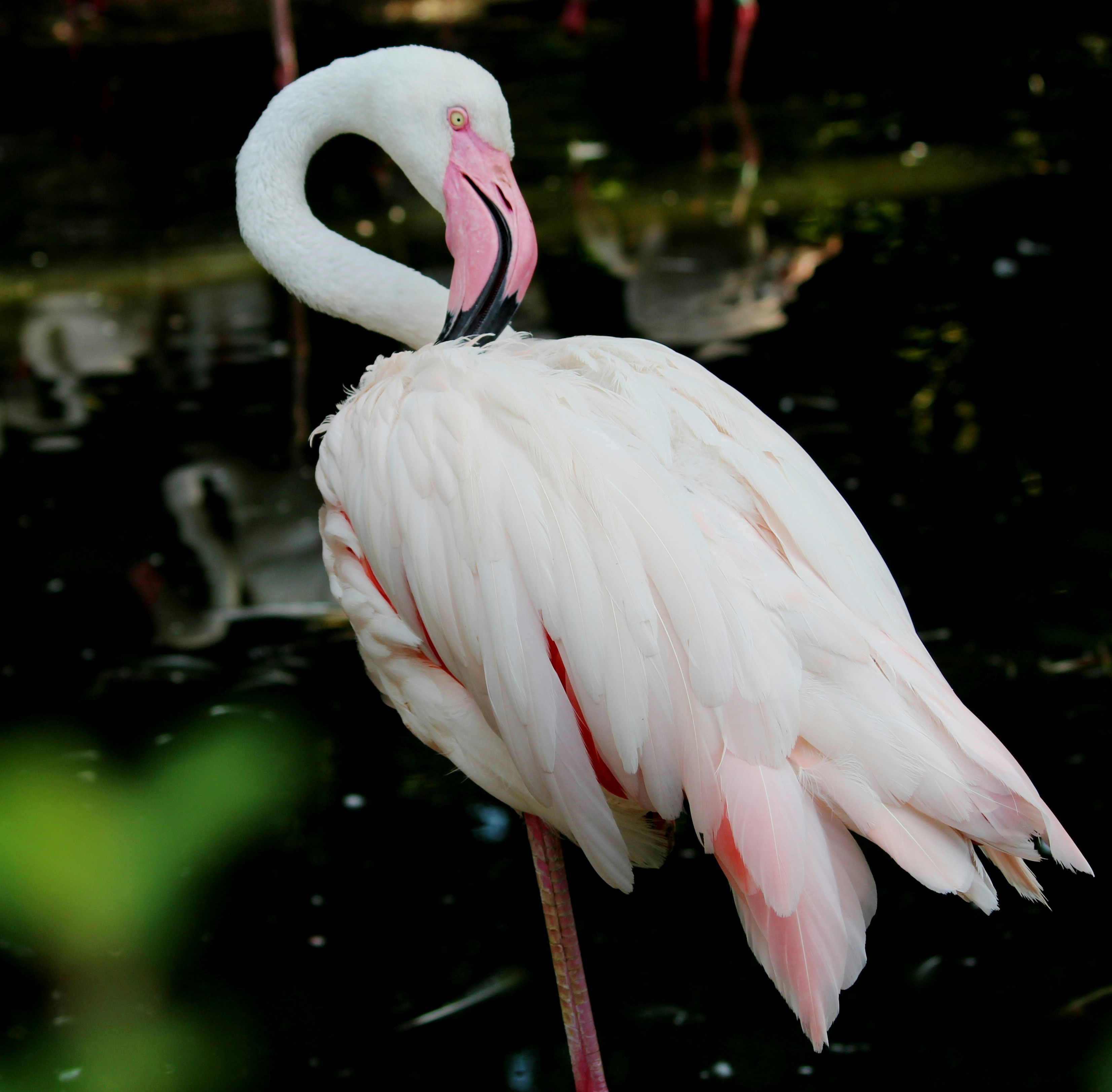 White Flamingo Bird