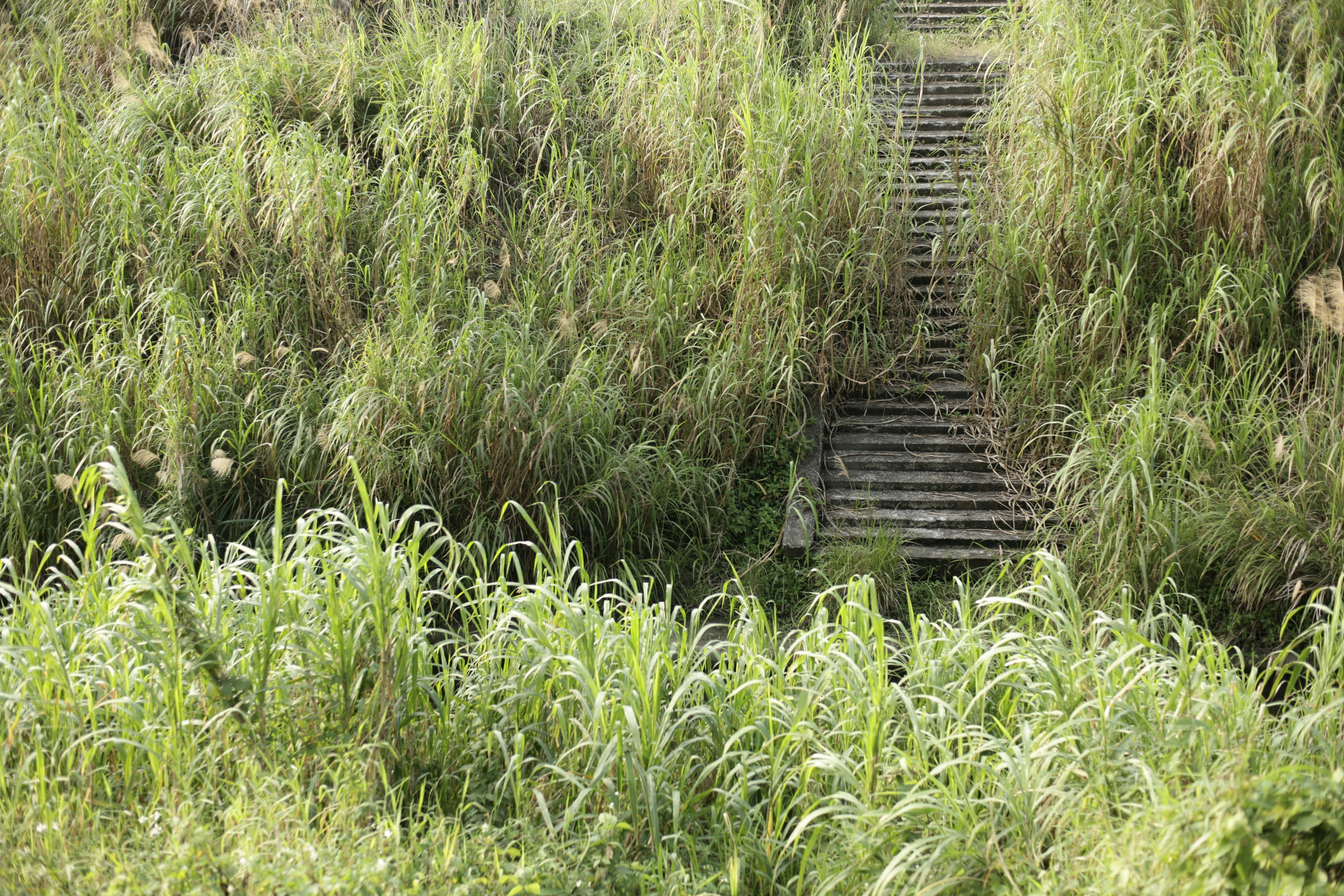 Hidden Staircase Rising Through the Marsh Grass