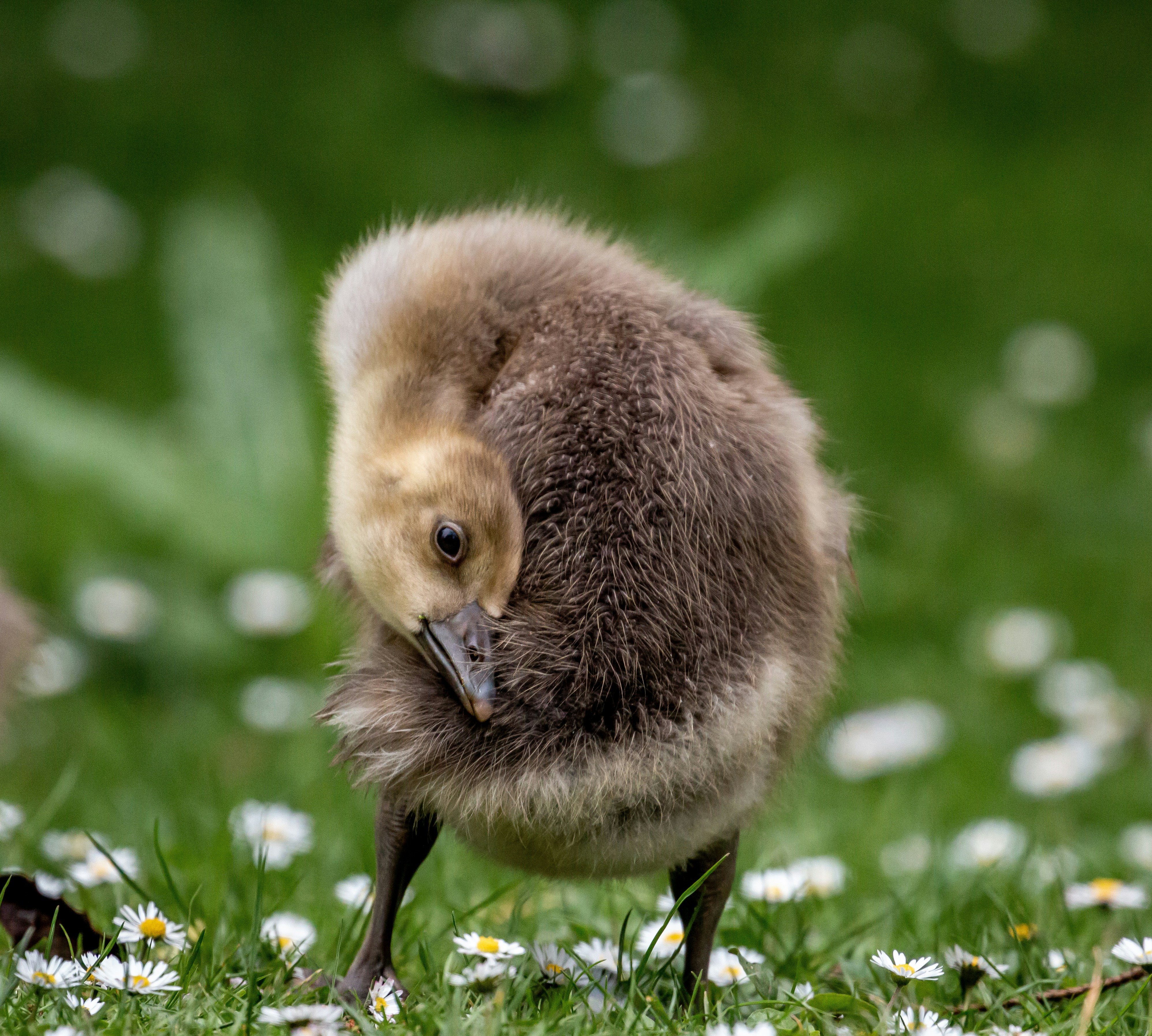 Brown duckling on green grass during daytime photo – Free Animal Image ...