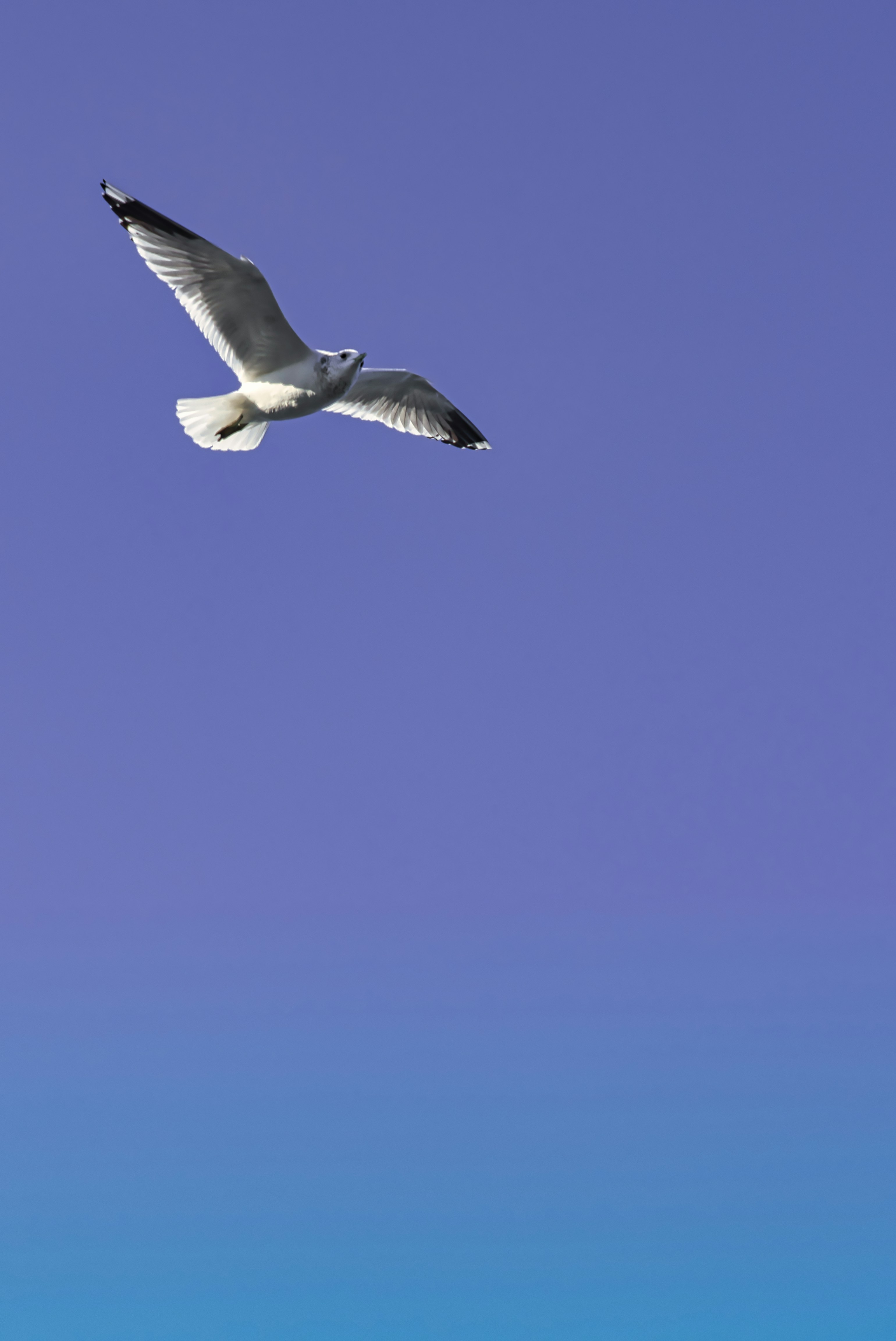 Gull in Gradient Sky: A Quiet Flight Across Blue and Violet