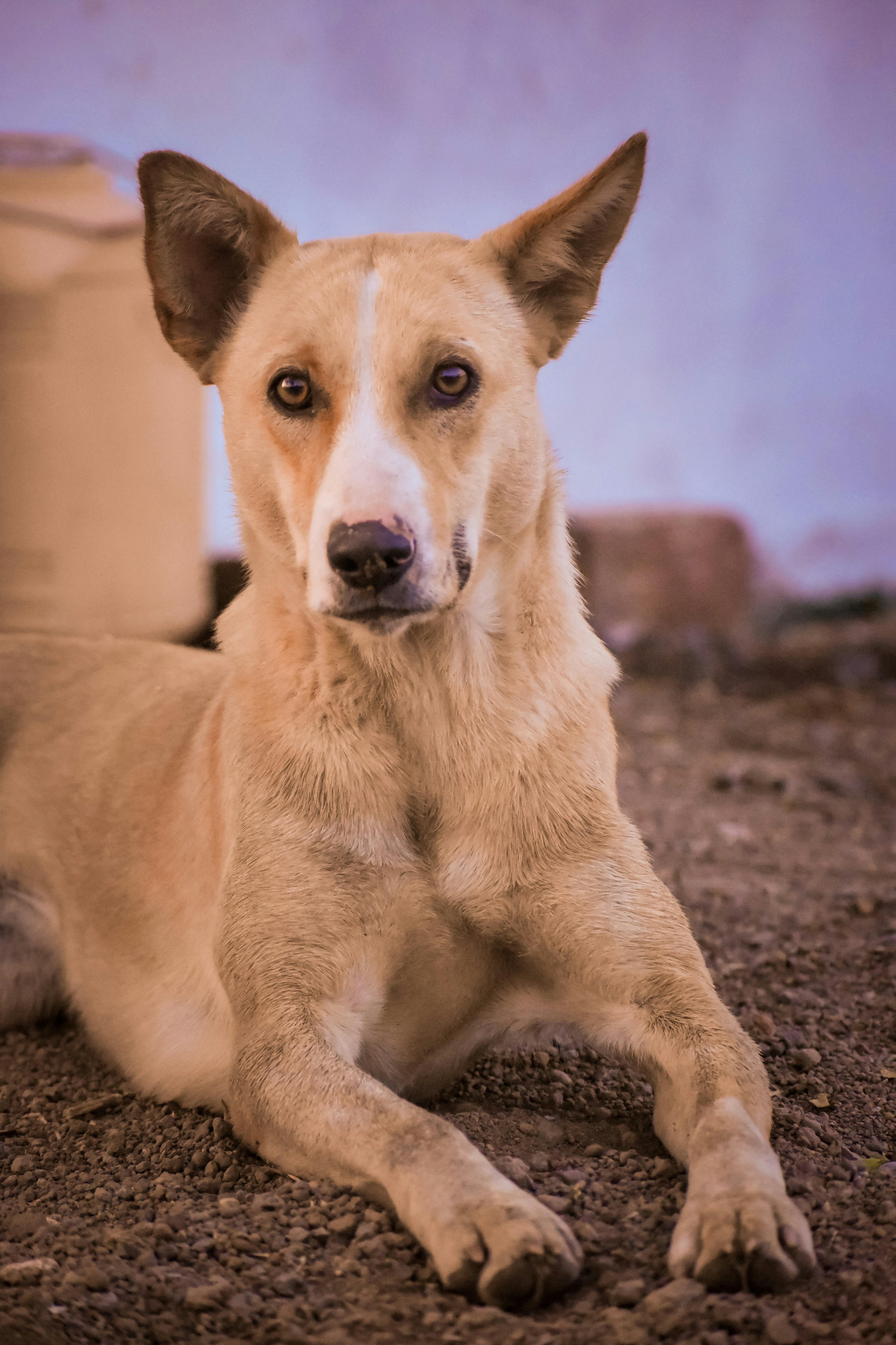 A light-colored dog rests on the ground, gazing intently at the viewer against a soft, muted background.