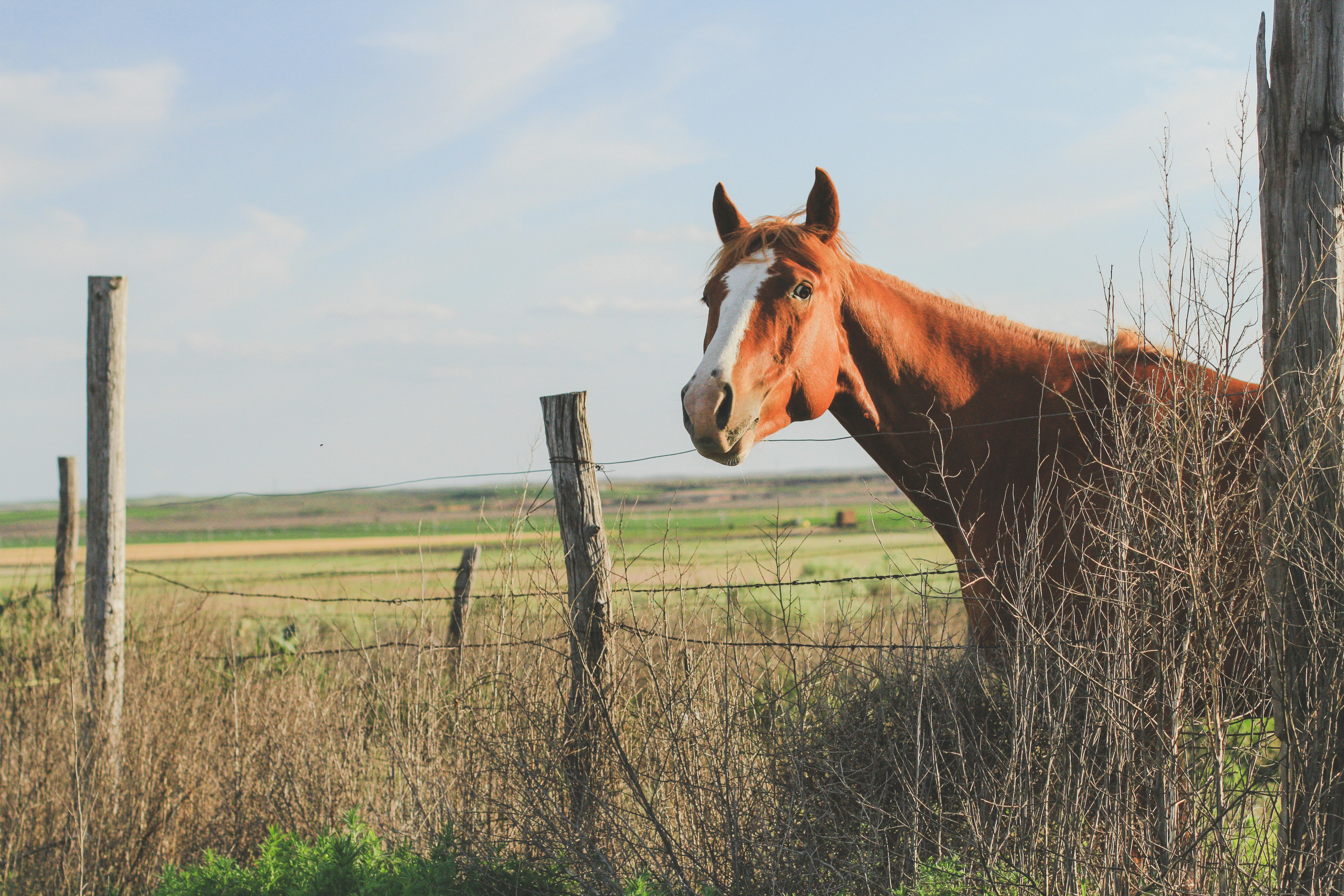 A chestnut horse peeks through a rustic fence, surrounded by tall grass and open fields under a clear sky.