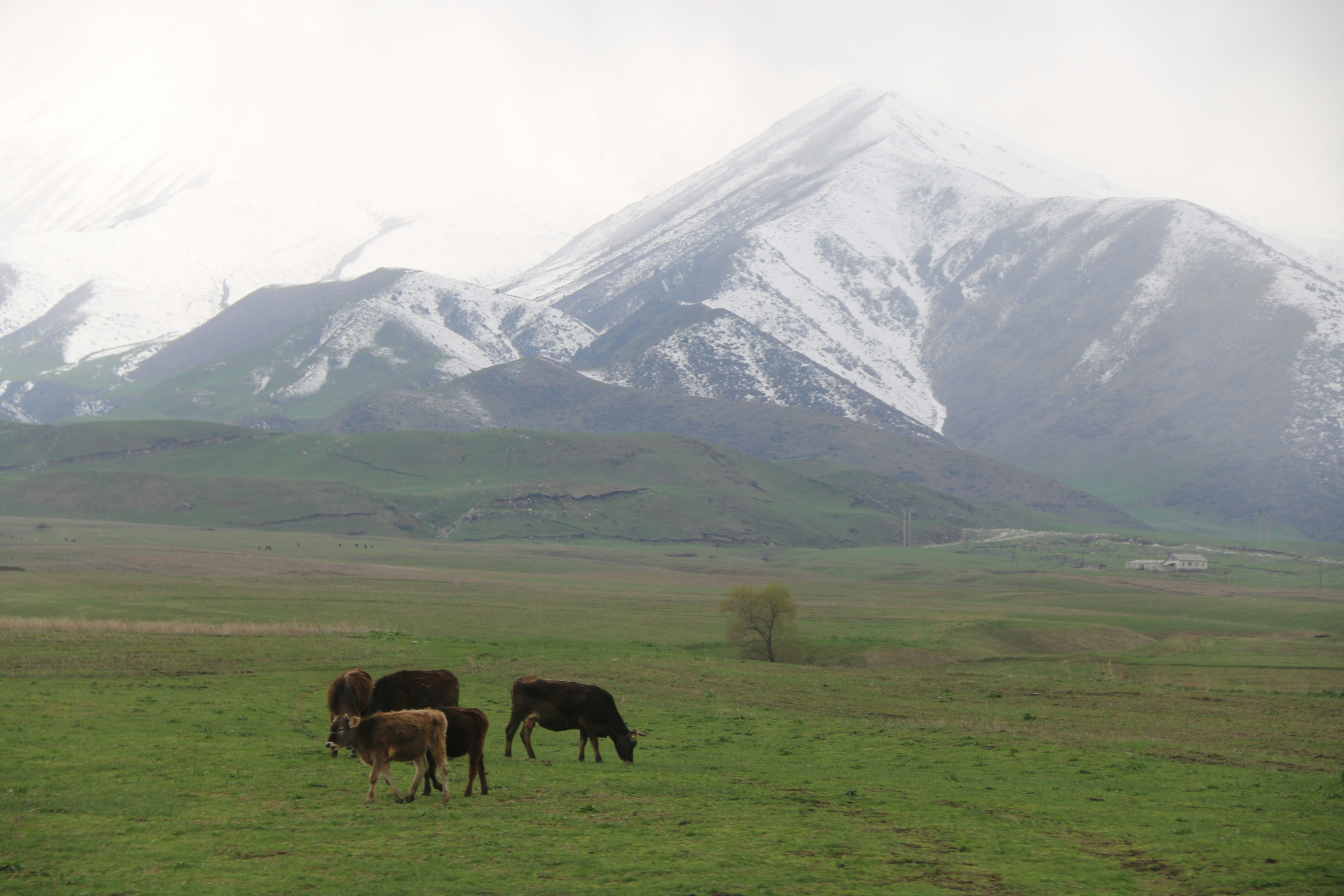 Cattle grazing peacefully in a lush green meadow with snow-capped mountains looming in the background.