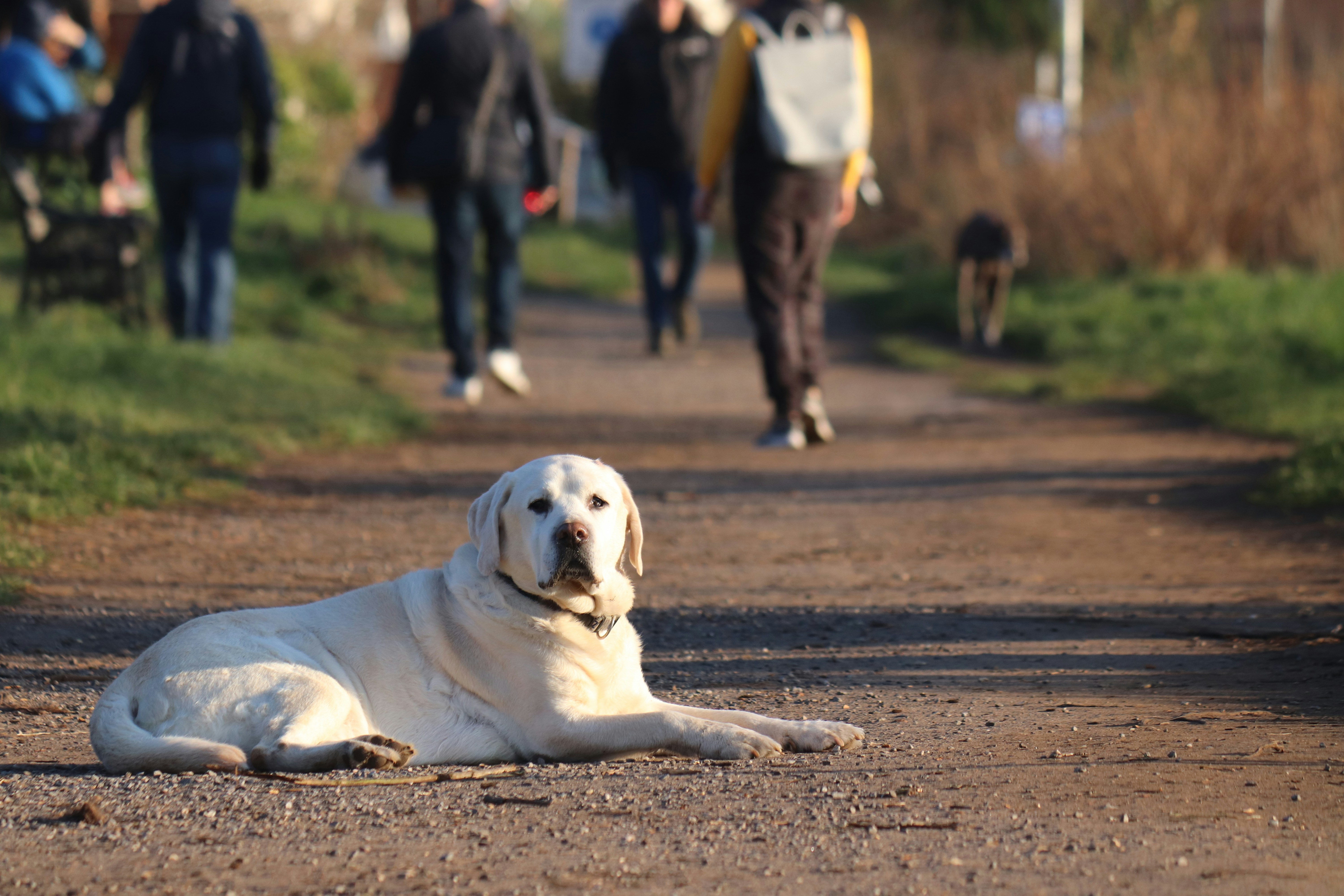 Labrador at Ease on a Sunlit Park Path
