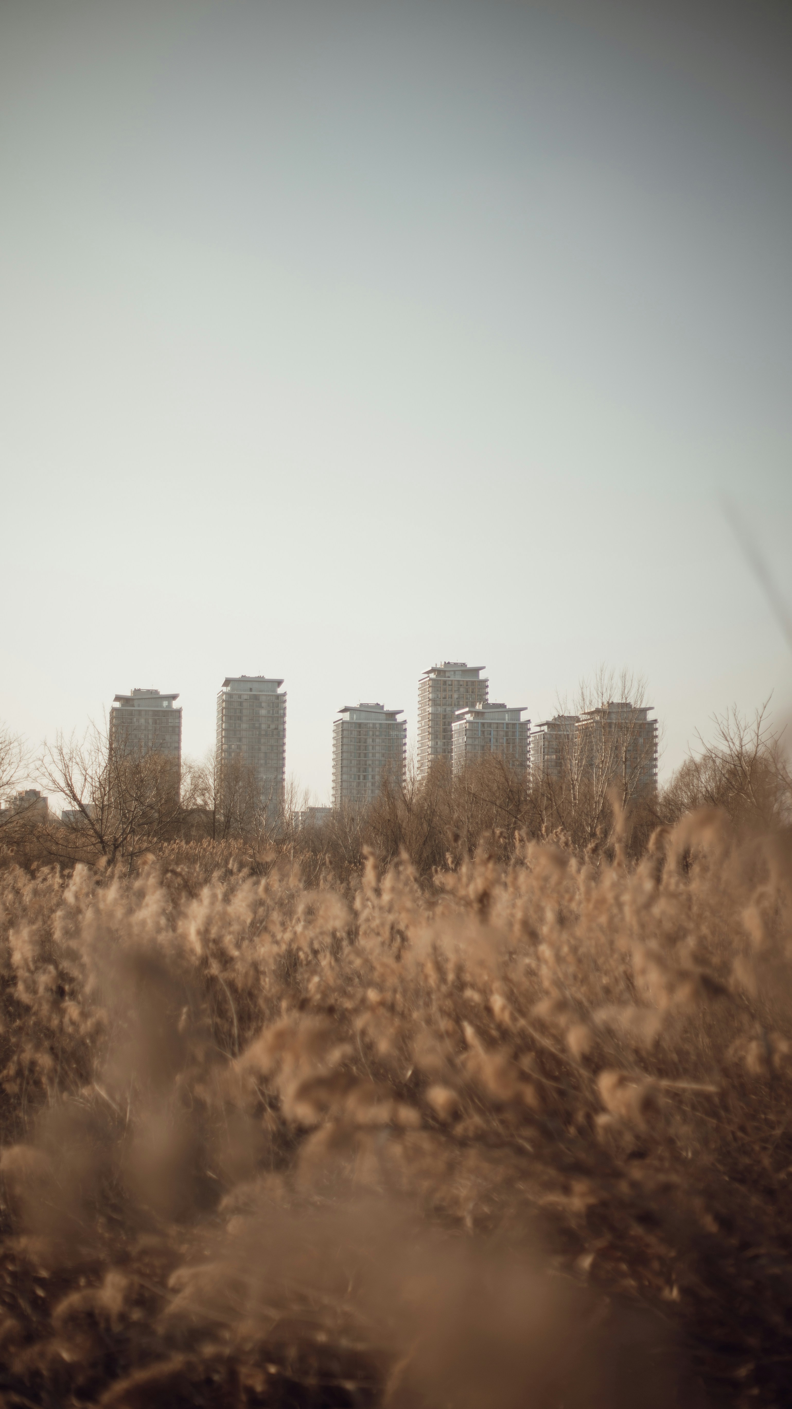 Amber Horizon: City Towers Rise Through a Field of Golden Reeds