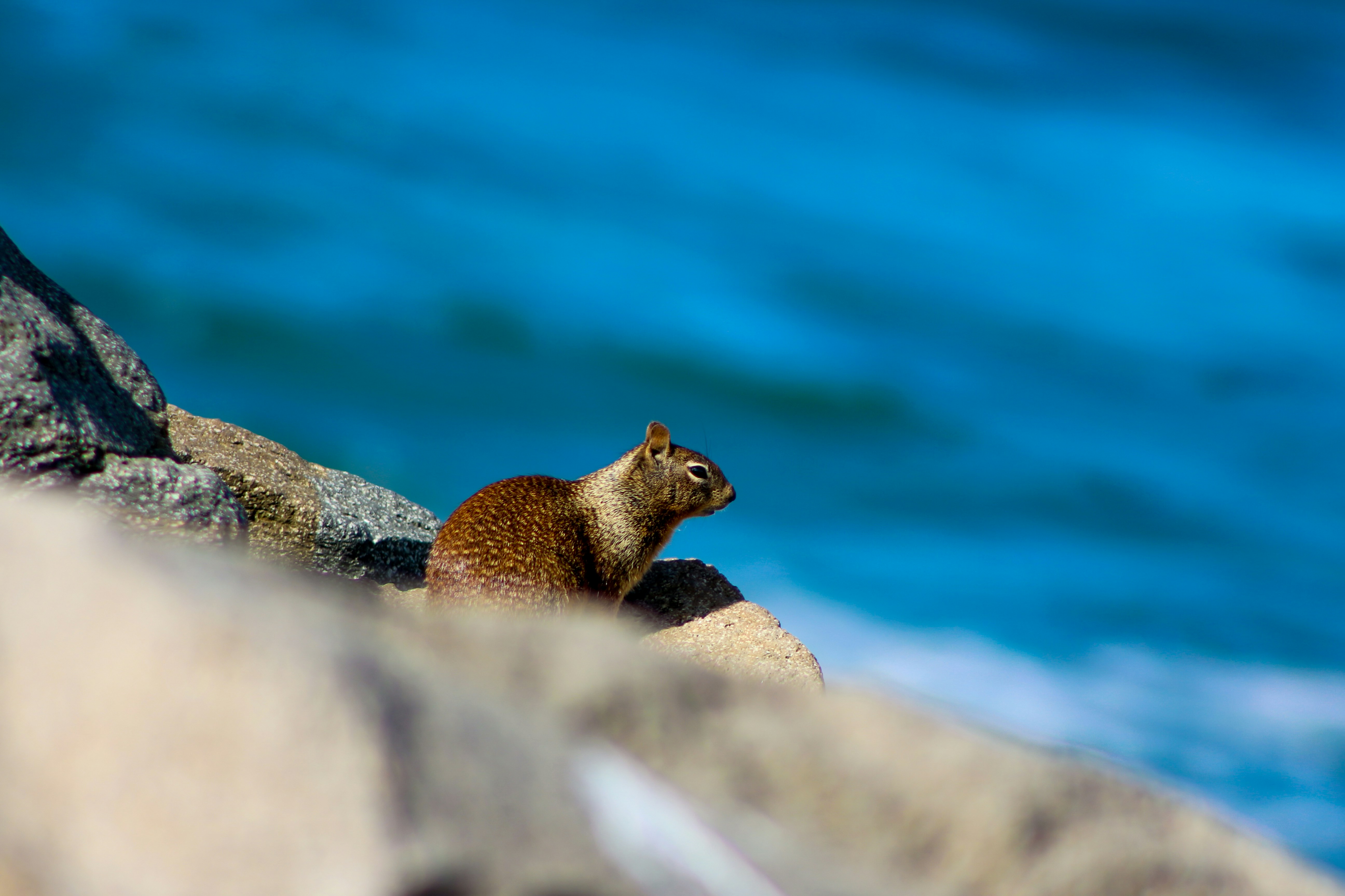 Coastal Sentry: Squirrel Adrift on Sunlit Rocks Over Turquoise Water