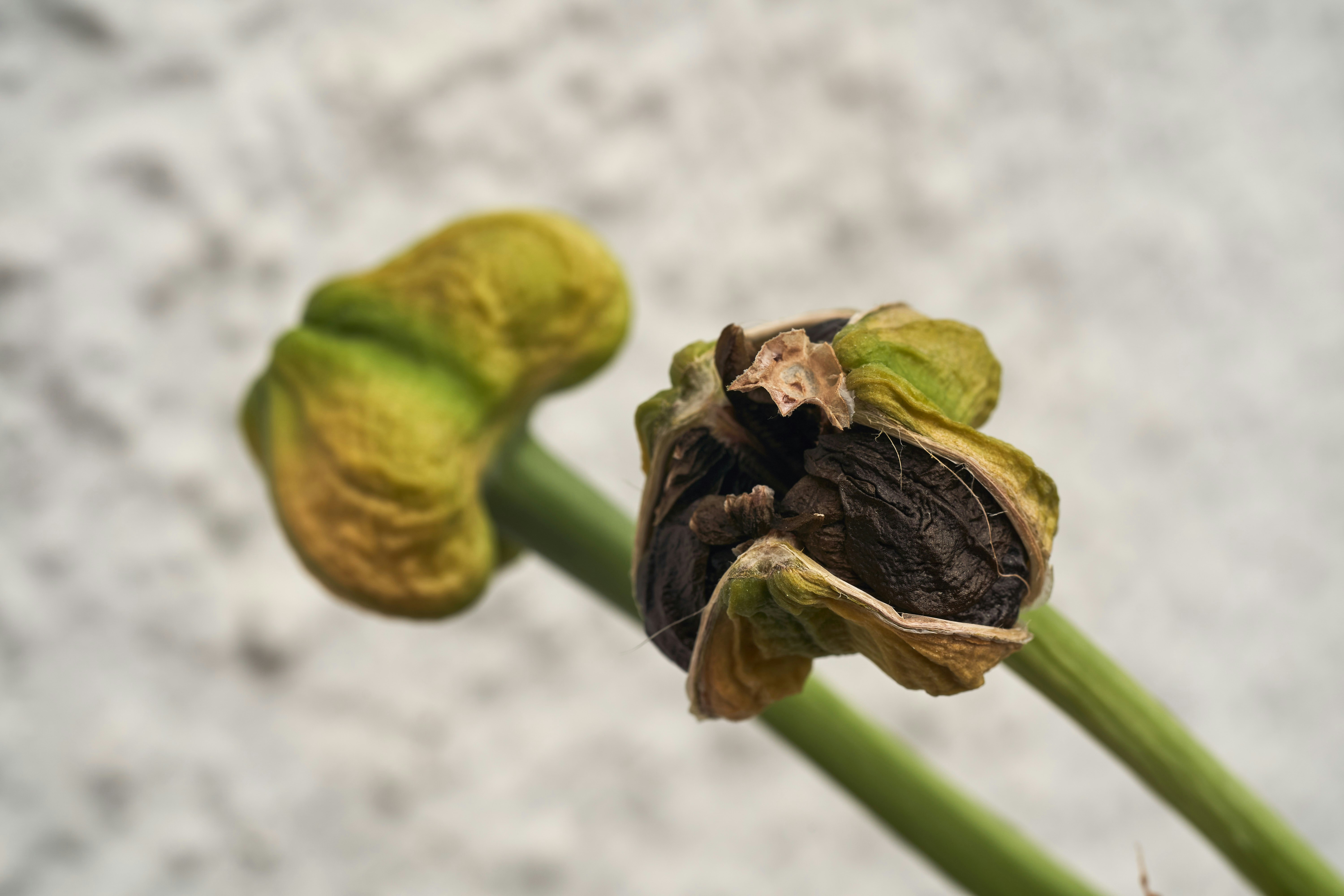 Withered Bloom on a Green Stem: A Close-Up of Decay and Remnant Color