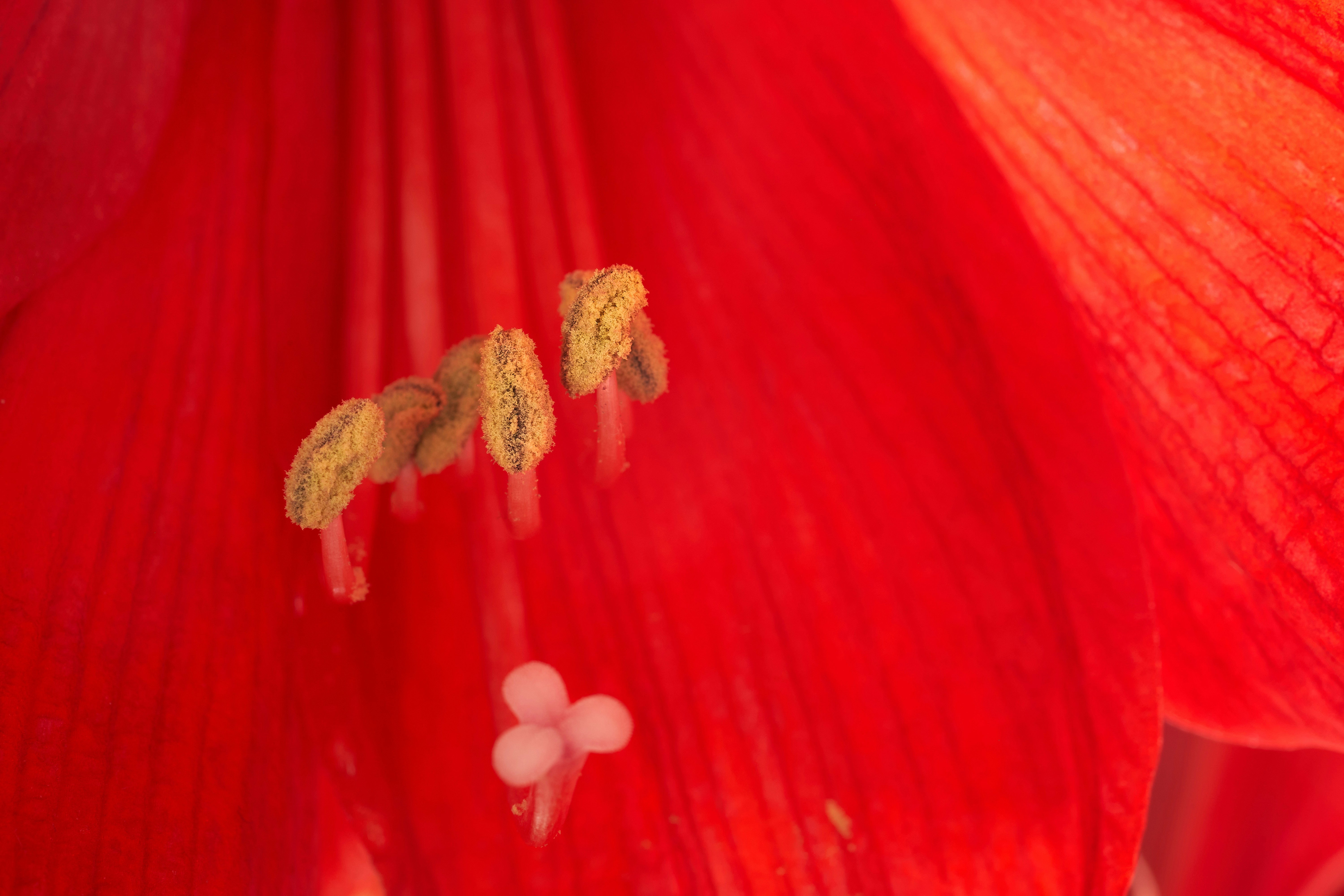 Crimson Stamen Portrait: A Macro Study of Velvet Petals