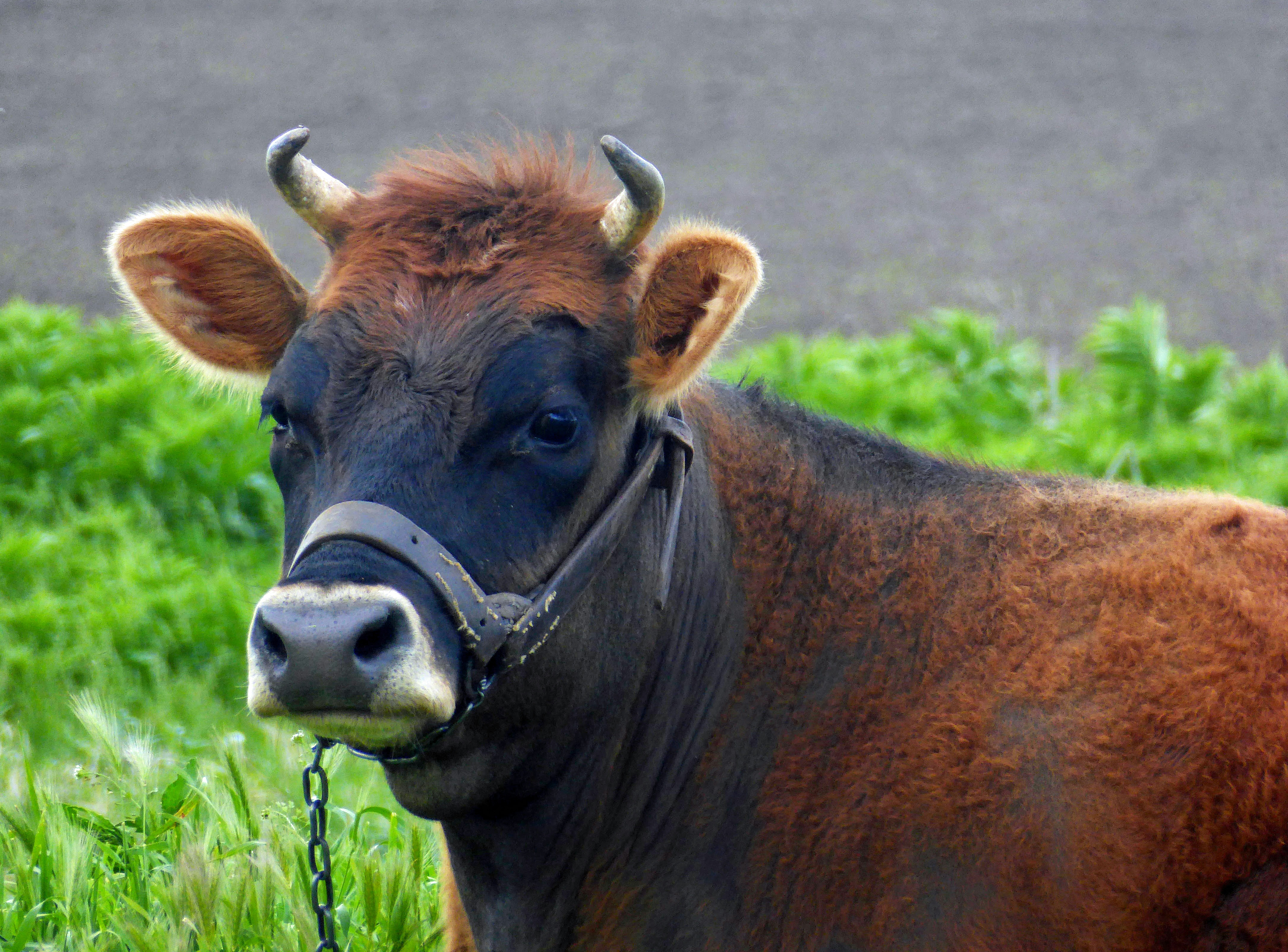 A brown cow stands gracefully in a lush green pasture, showcasing its serene demeanor and gentle features.