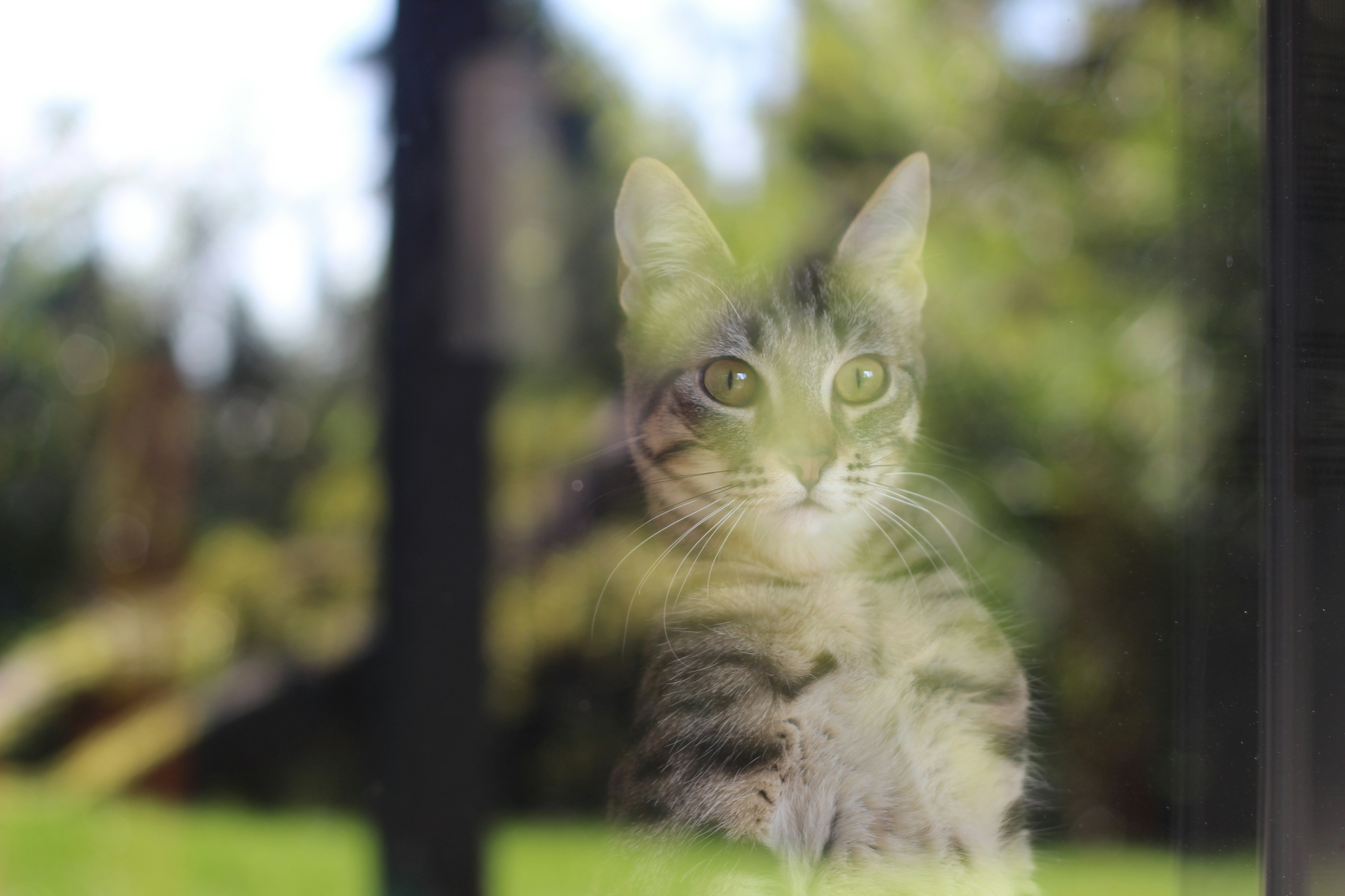 Cat at the Window: A Quiet Gaze Through Glass