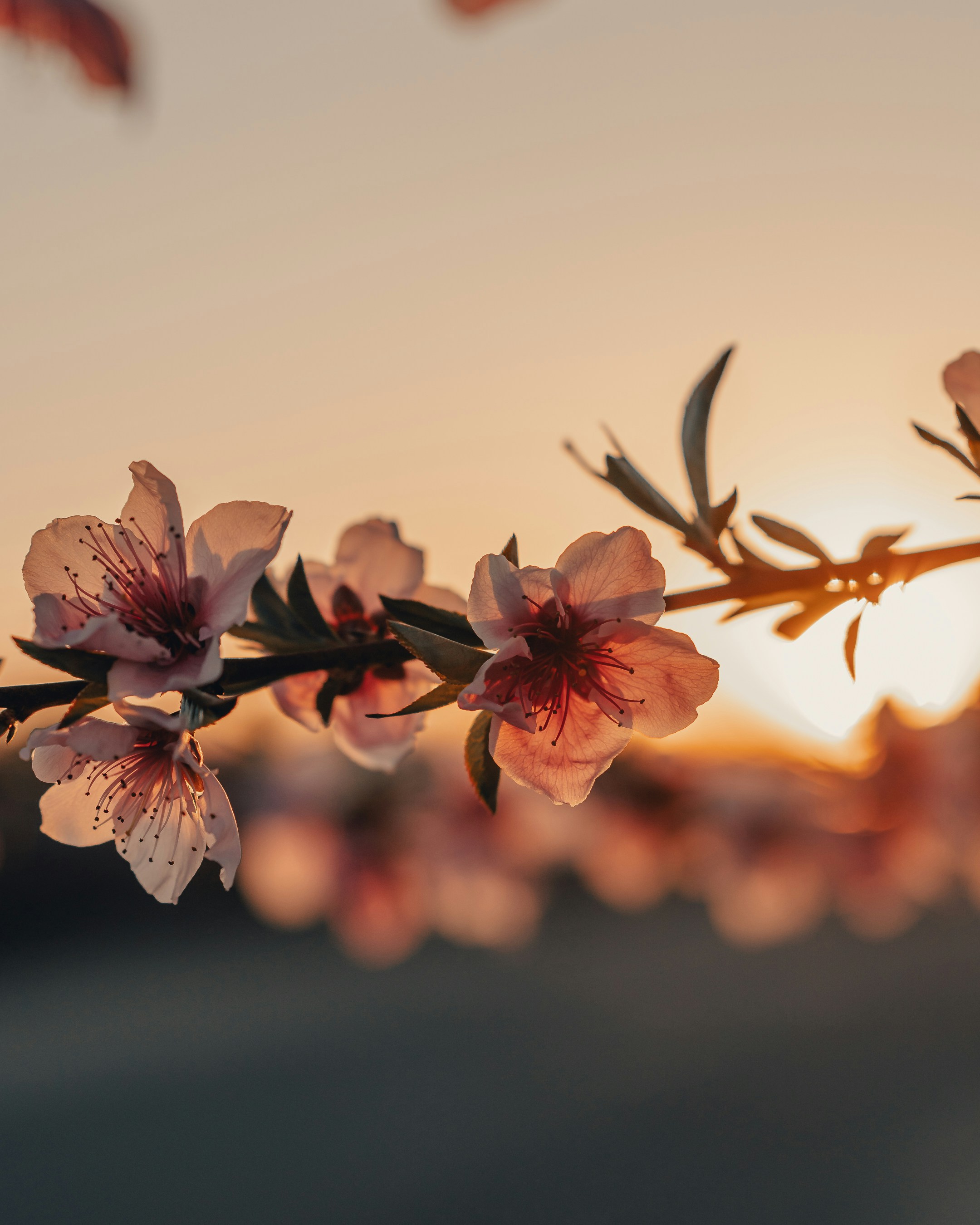 Petals at Dusk: An Intimate Golden Hour Bloom