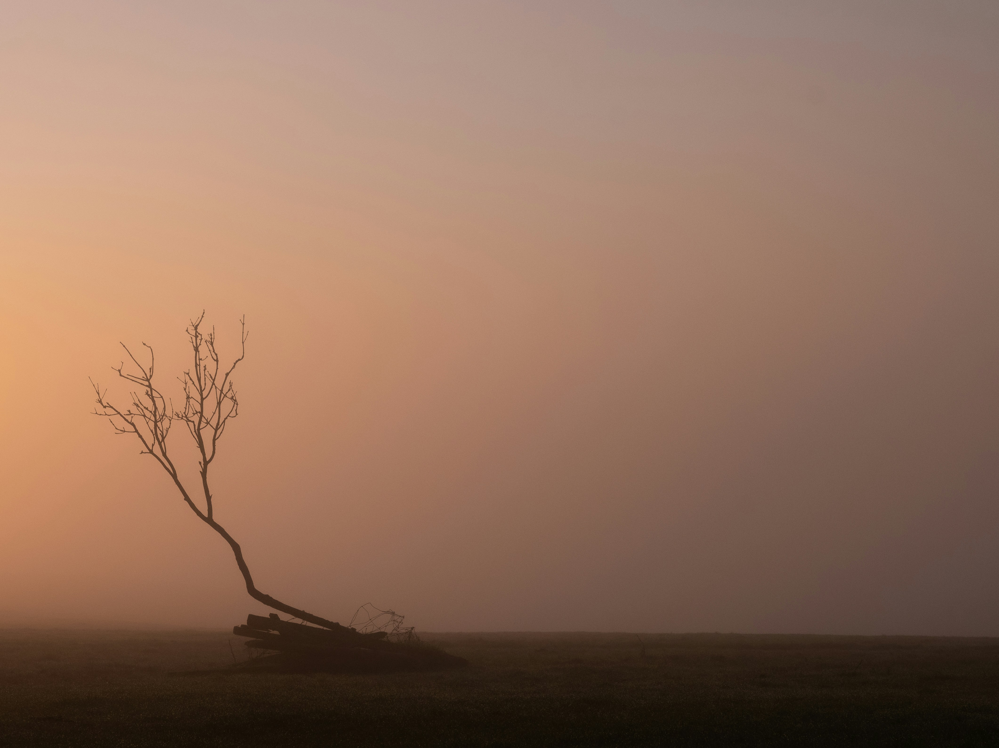 Lonely, gnarled tree silhouetted against a soft, pastel-hued foggy backdrop at dawn.