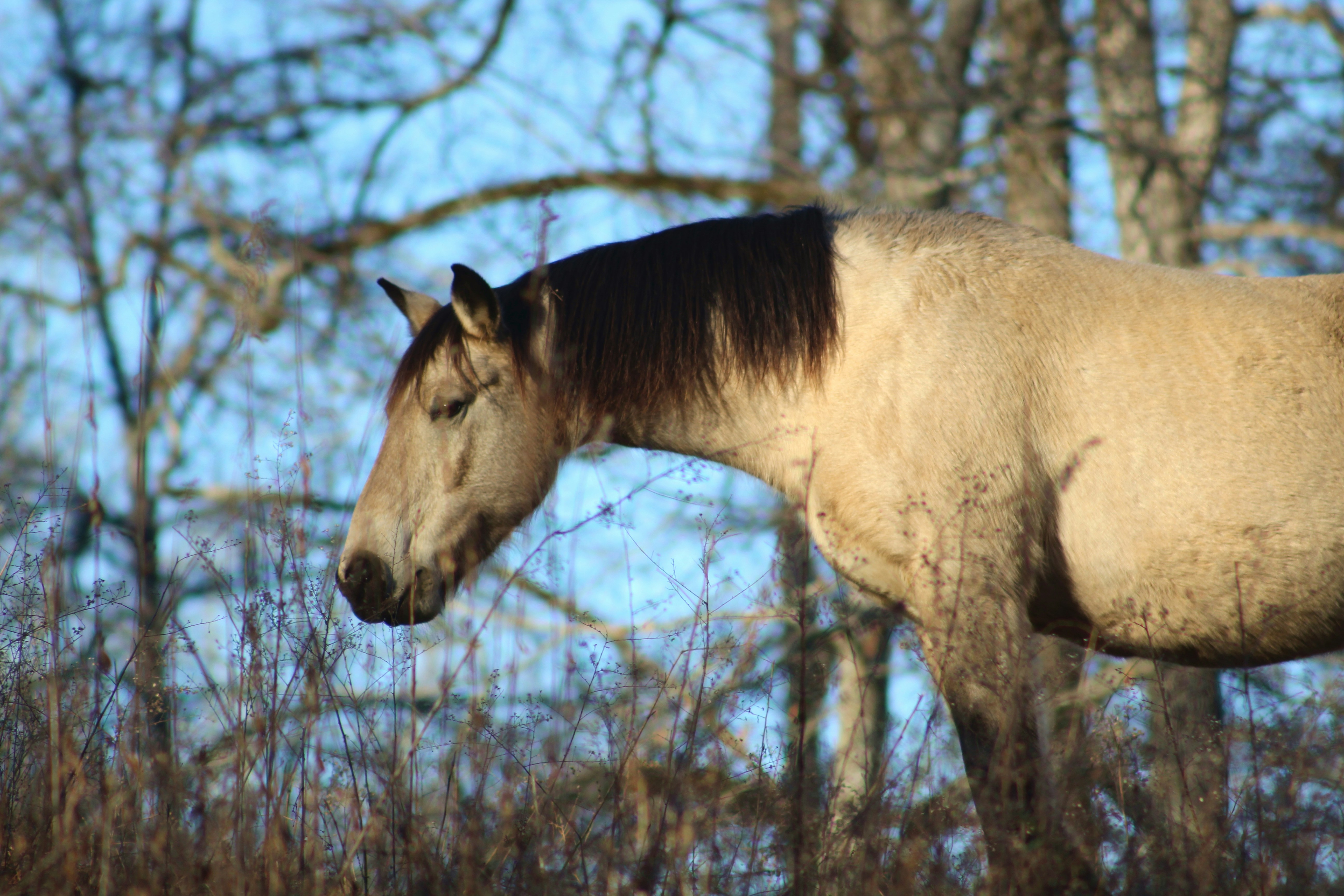 Horse standing in a field with sparse trees under a clear blue sky.