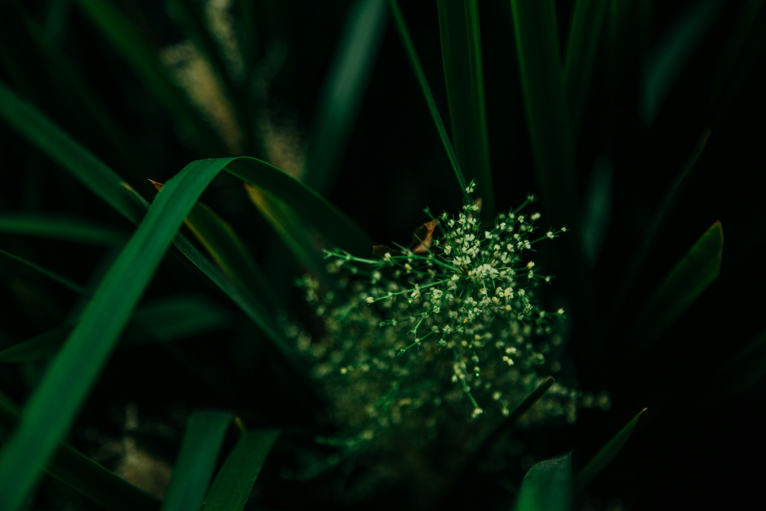 Delicate white blossoms nestled among dark green foliage.