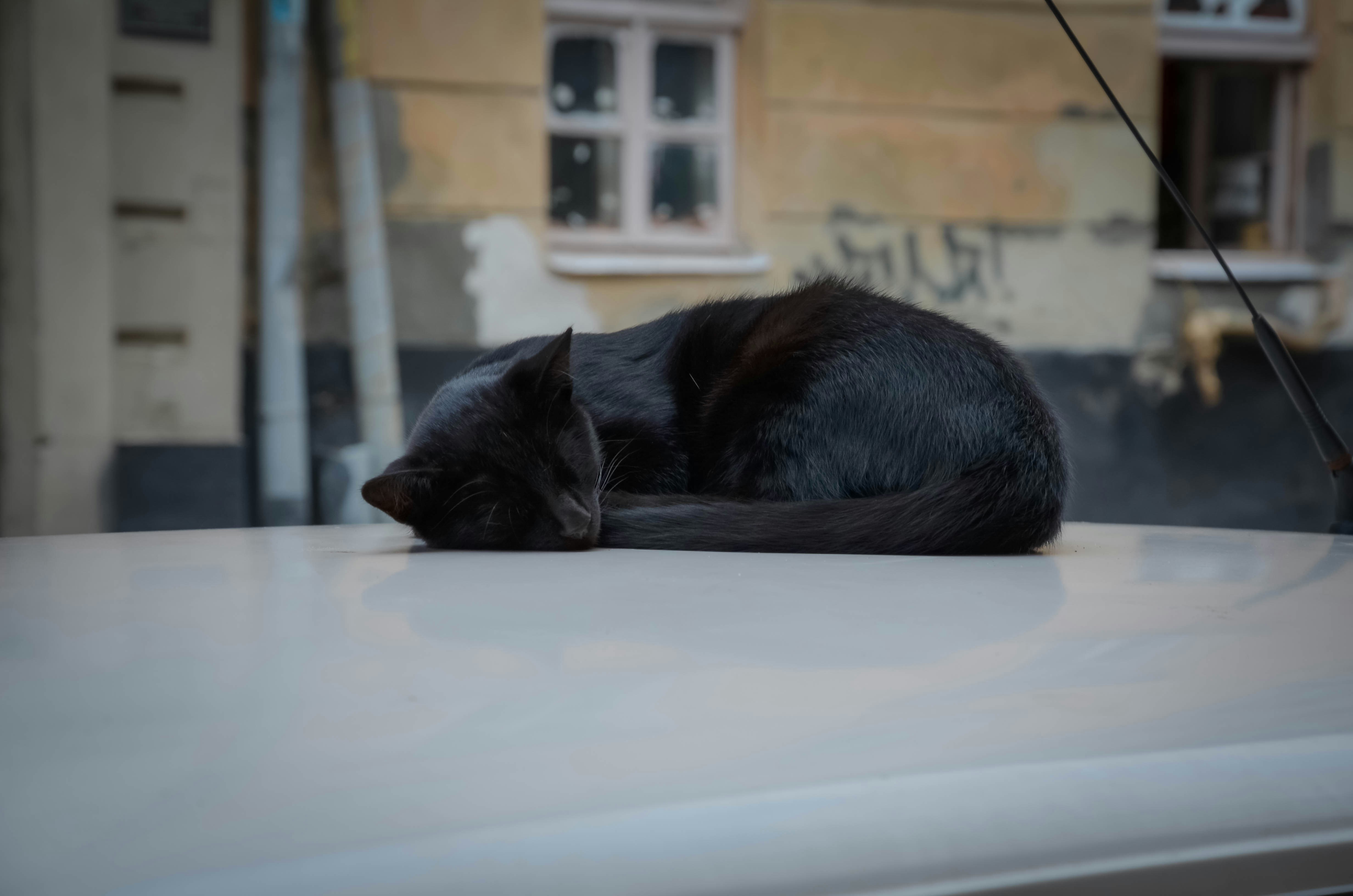 Chat noir couché sur une table blanche photo – Image gratuite de Chat ...
