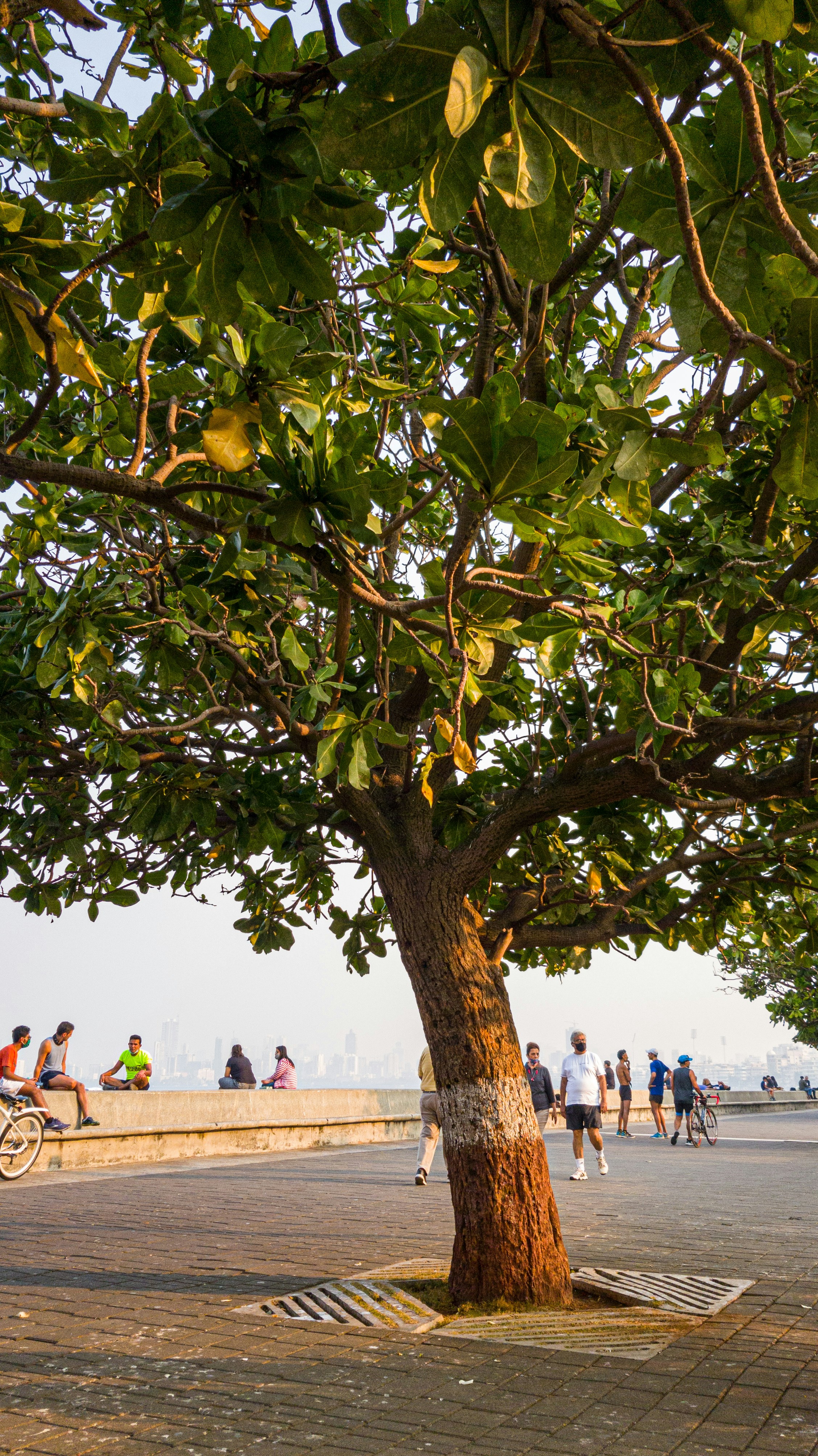 Shade Trees and Their Cooling Effect: How Large Shade Trees Reduce Heat ...