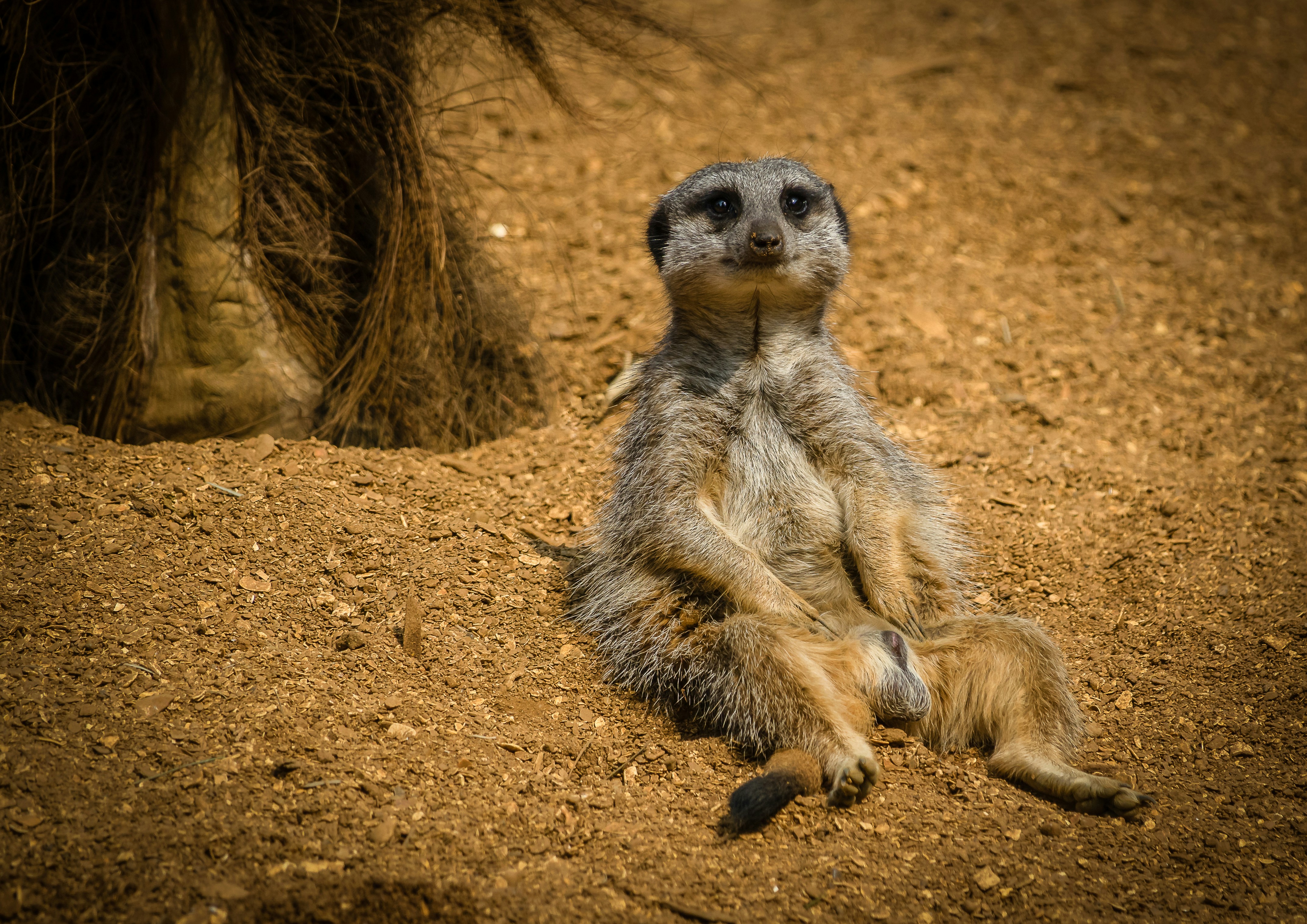 Sunbathing Meercat | brown and white animal on brown sand during daytime
