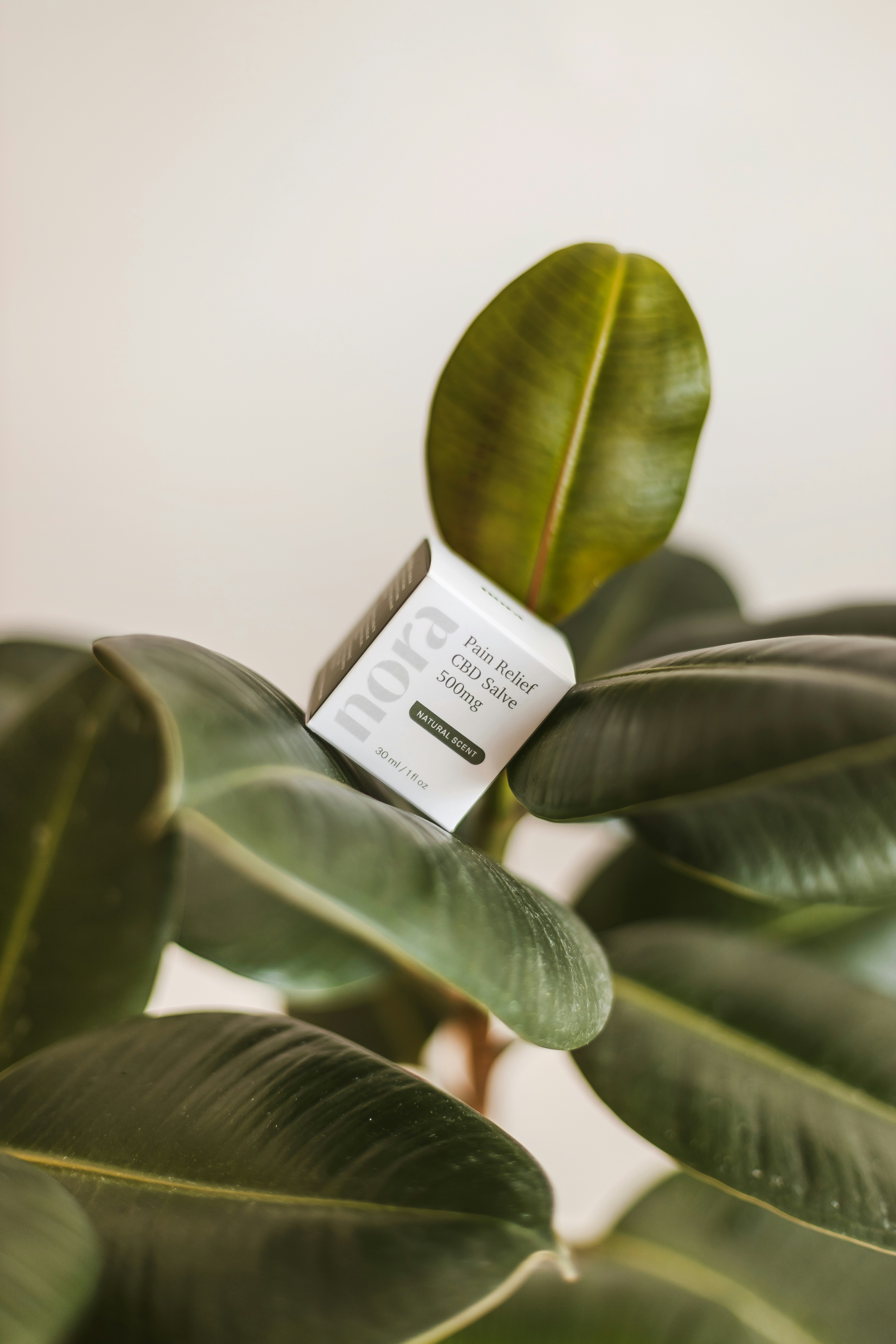 CBD Salve Box Nestled Among Glossy Rubber Plant Leaves