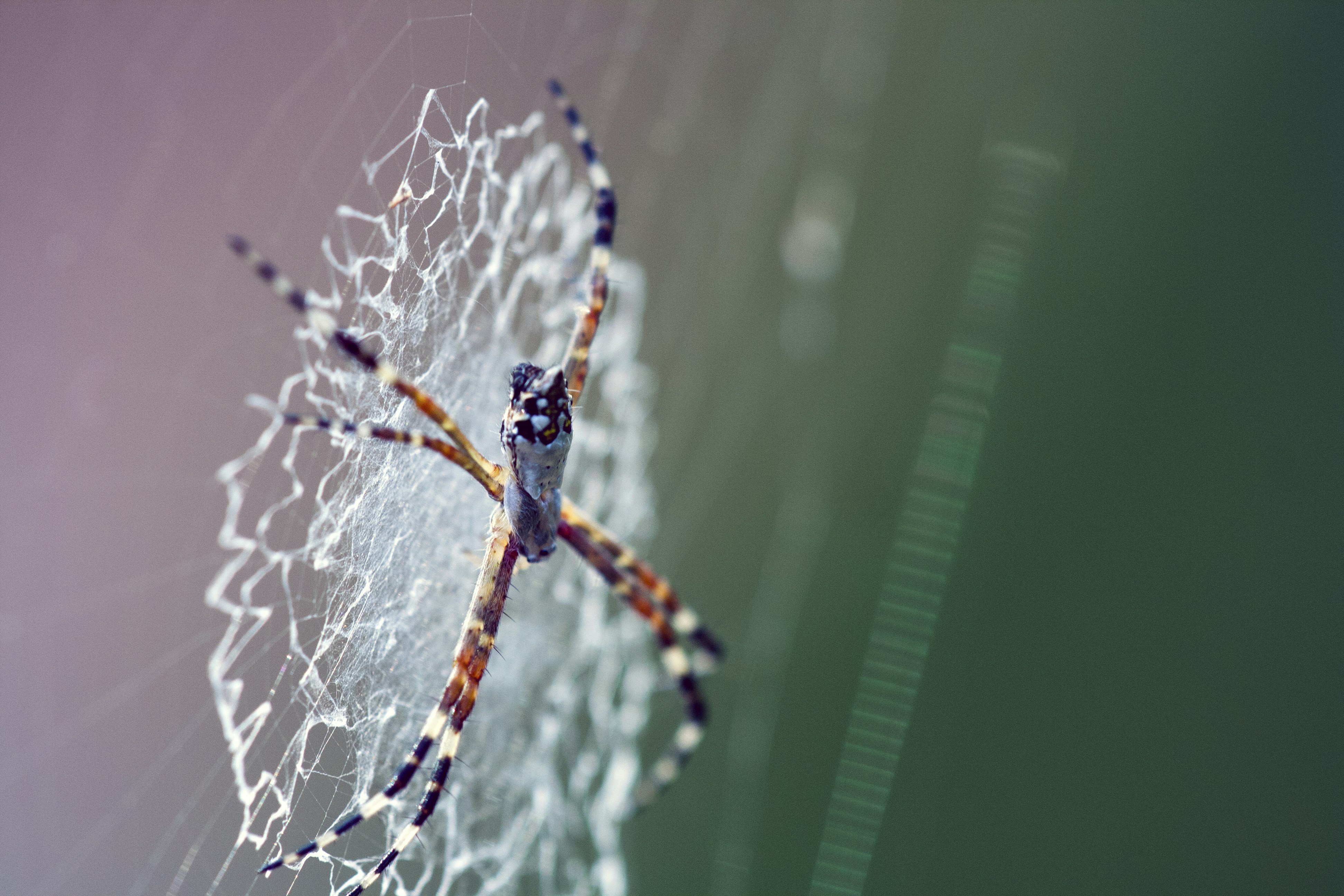 A spider meticulously positioned in its web, showcasing the delicate craftsmanship of its silk against a softly blurred background.