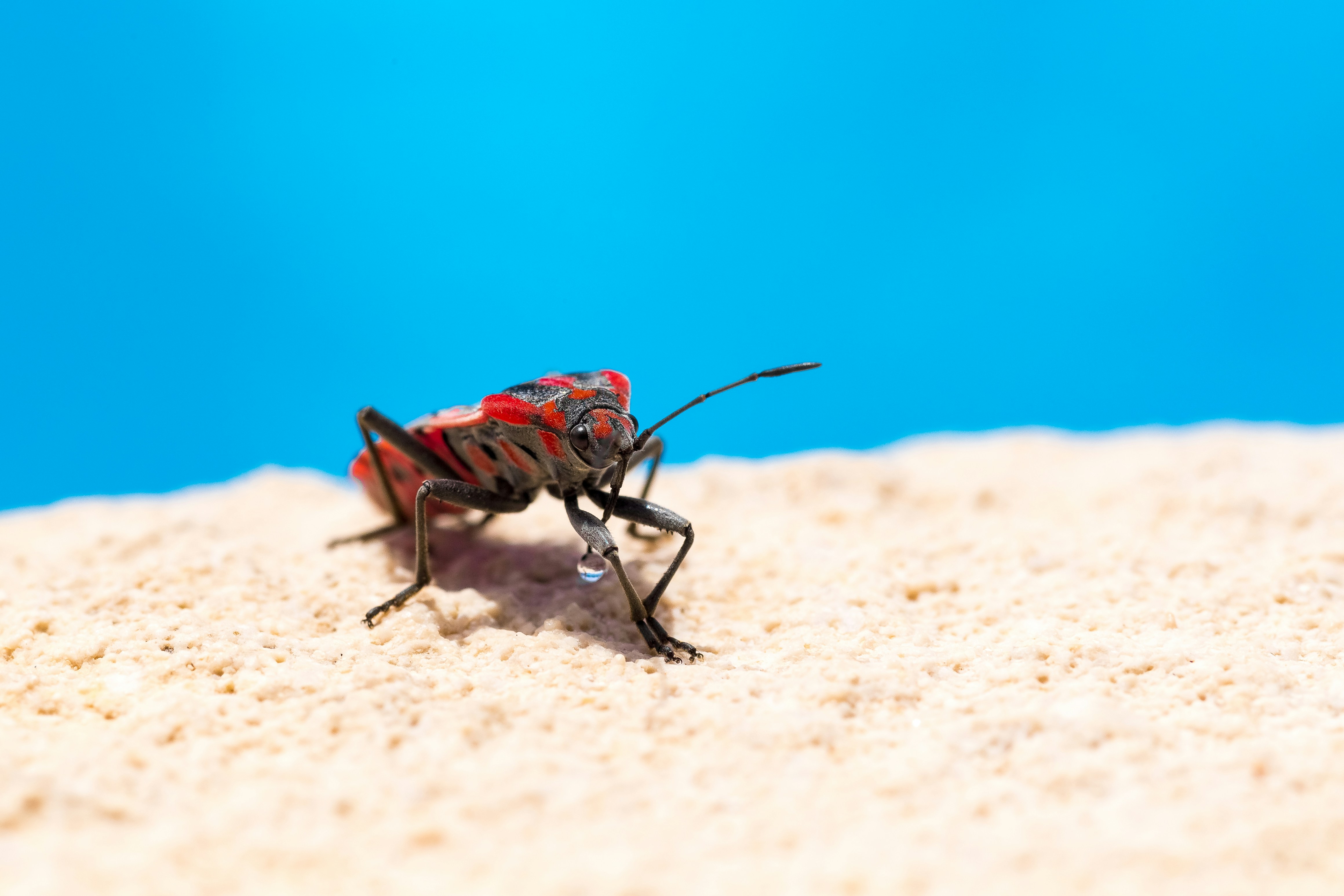 A vibrant red and black insect perched on a sandy surface, contrasting against a bright blue background.