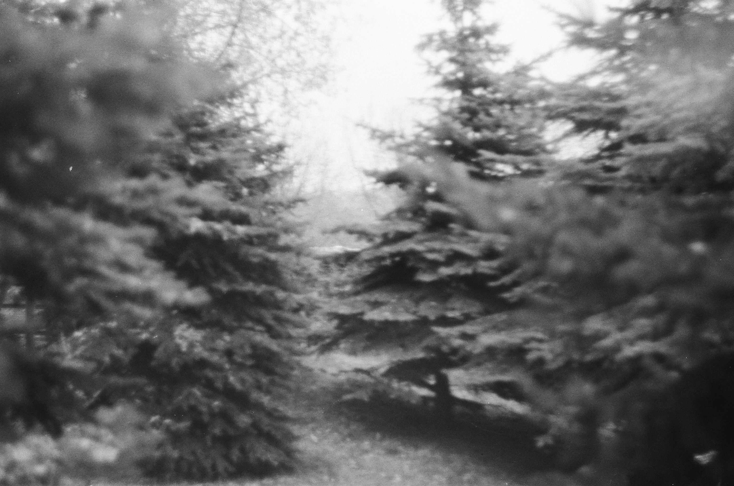 Grayscale photo of trees during daytime photo – Free Россия Image on ...