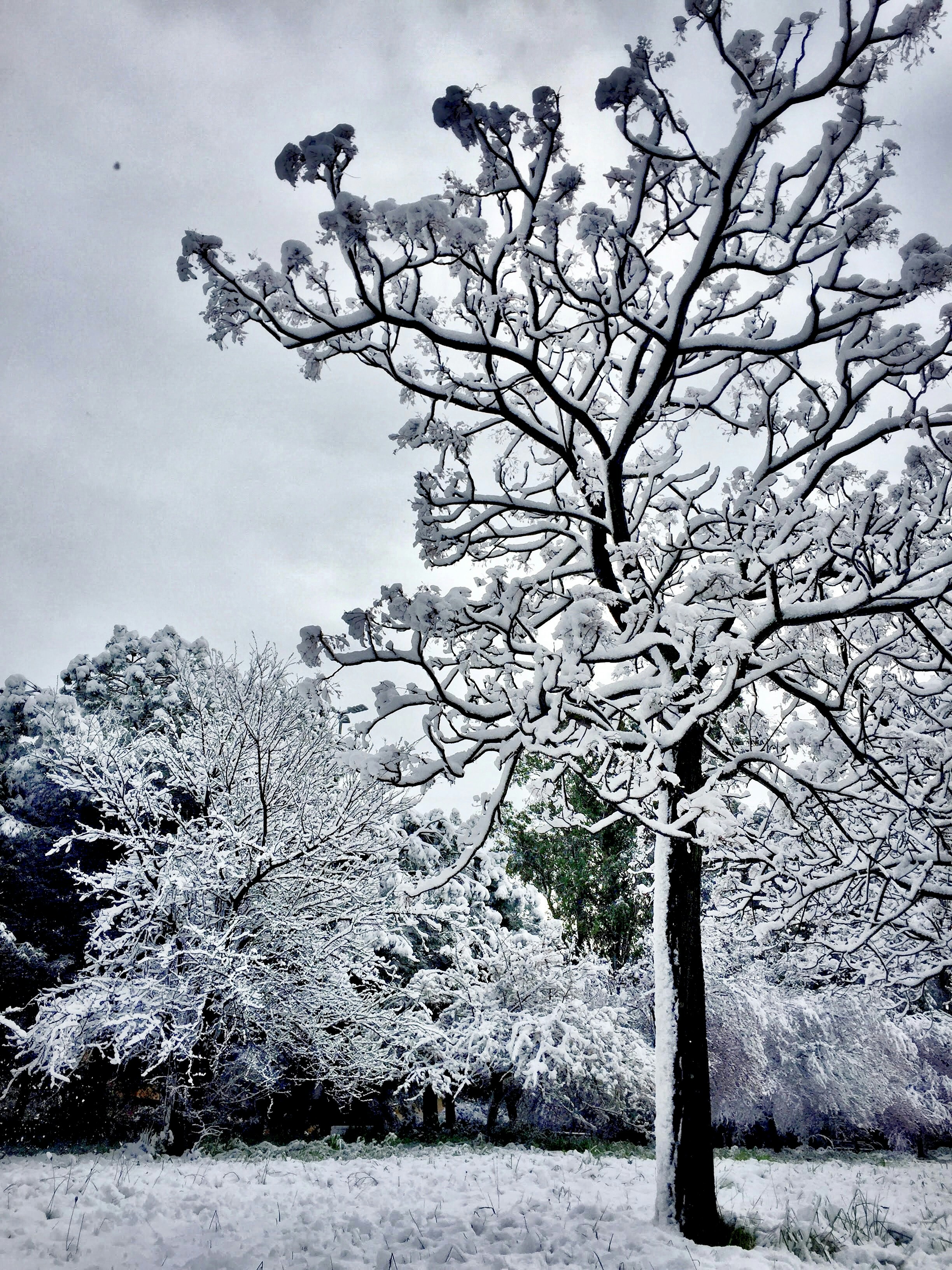 Snow-covered trees blanket a serene landscape, showcasing the delicate beauty of winter's touch.