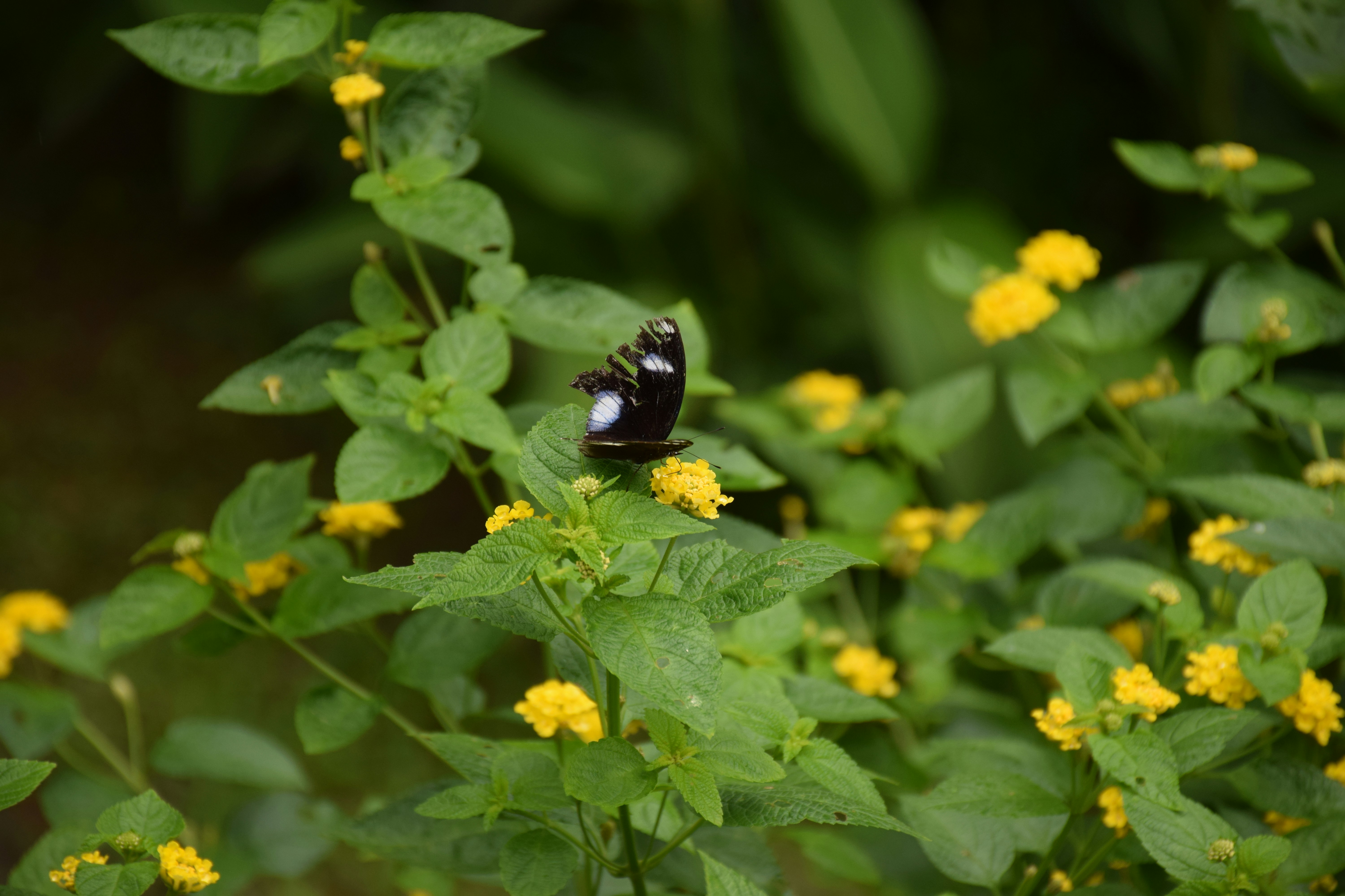 Spot on Yellow: a black butterfly with white spots resting among lantana blossoms