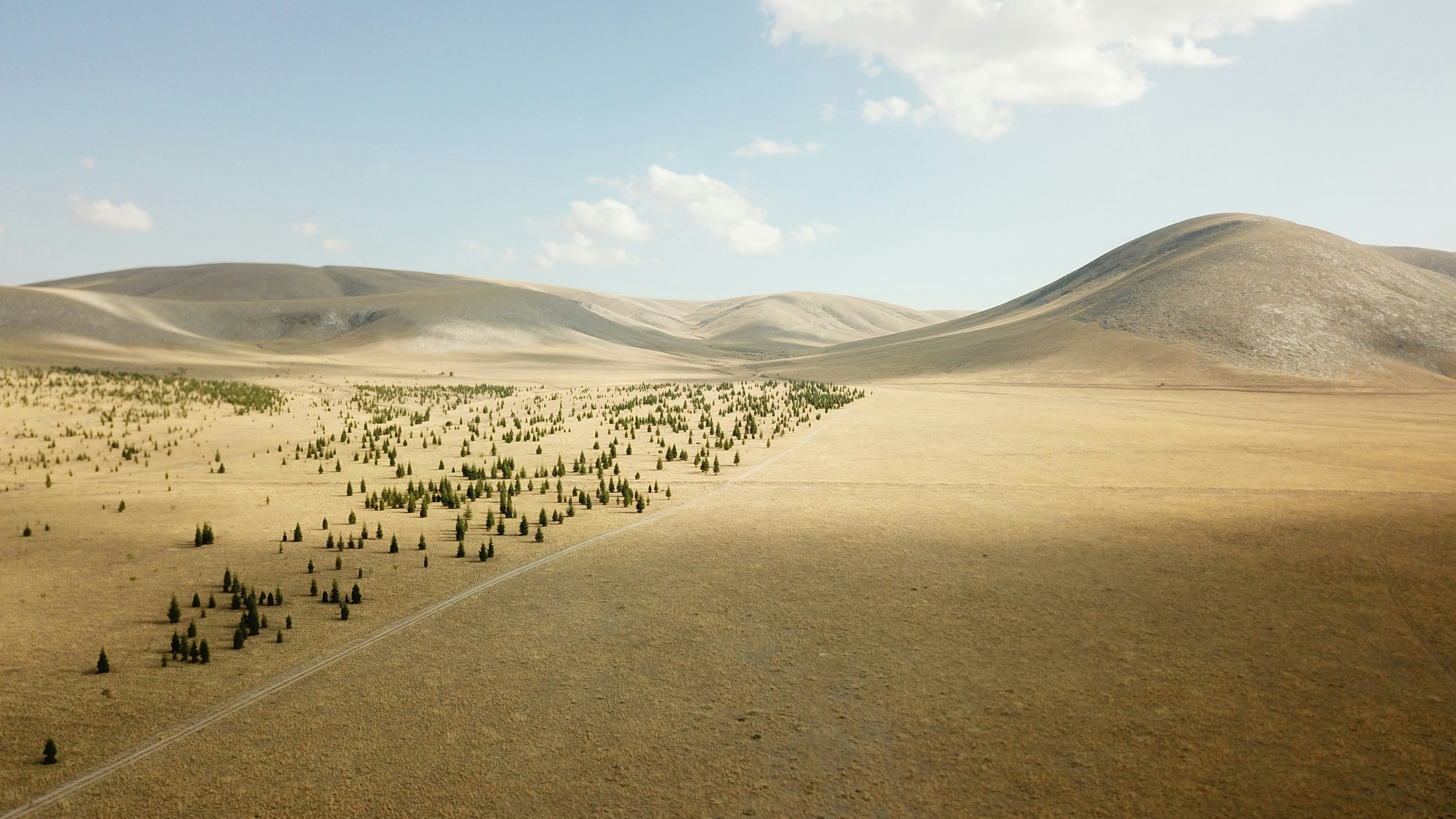 Vast golden landscape with scattered green trees under a clear blue sky.