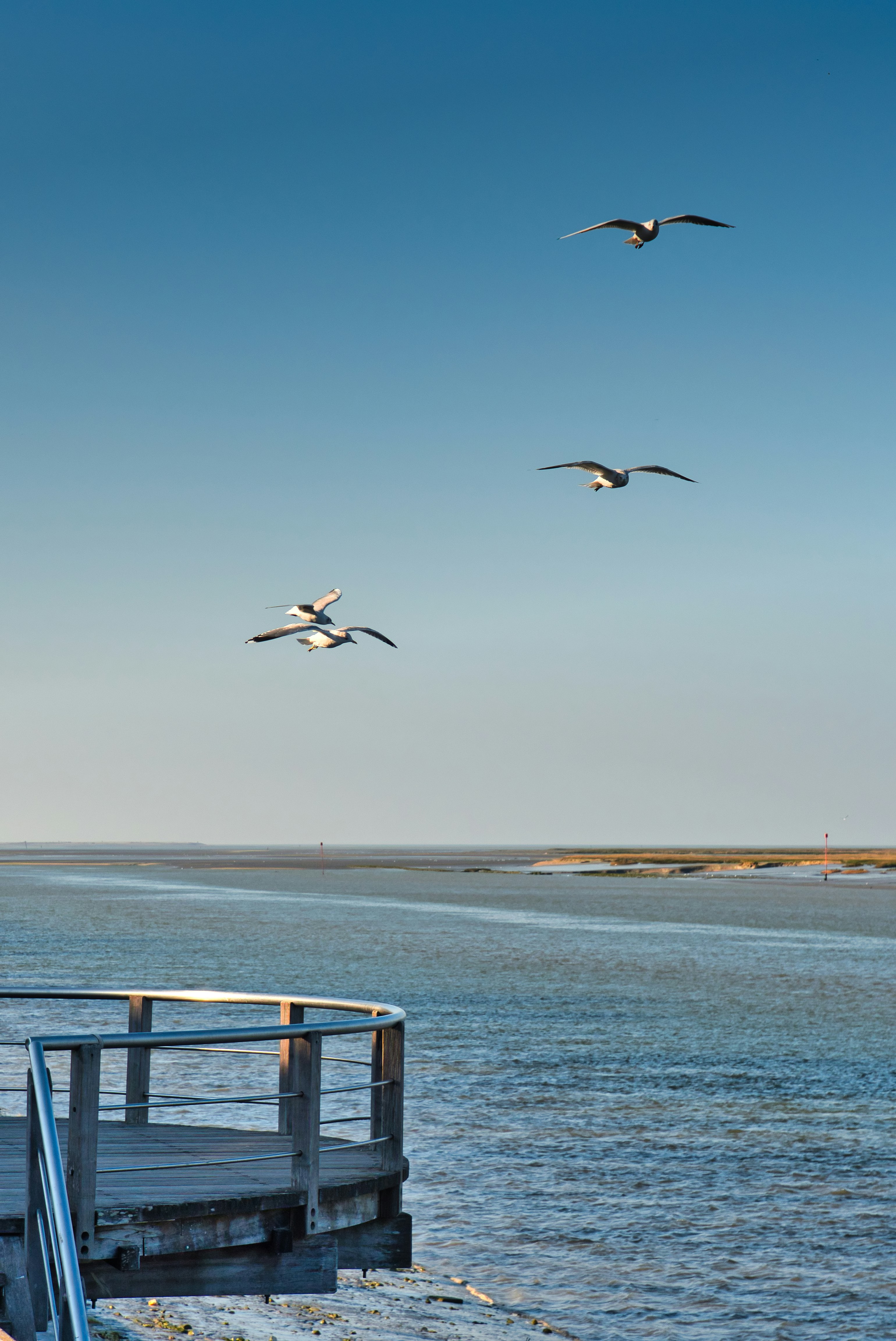 Four birds gliding gracefully over a calm waterway, with a wooden observation deck in the foreground. The scene captures a moment of peace in nature.