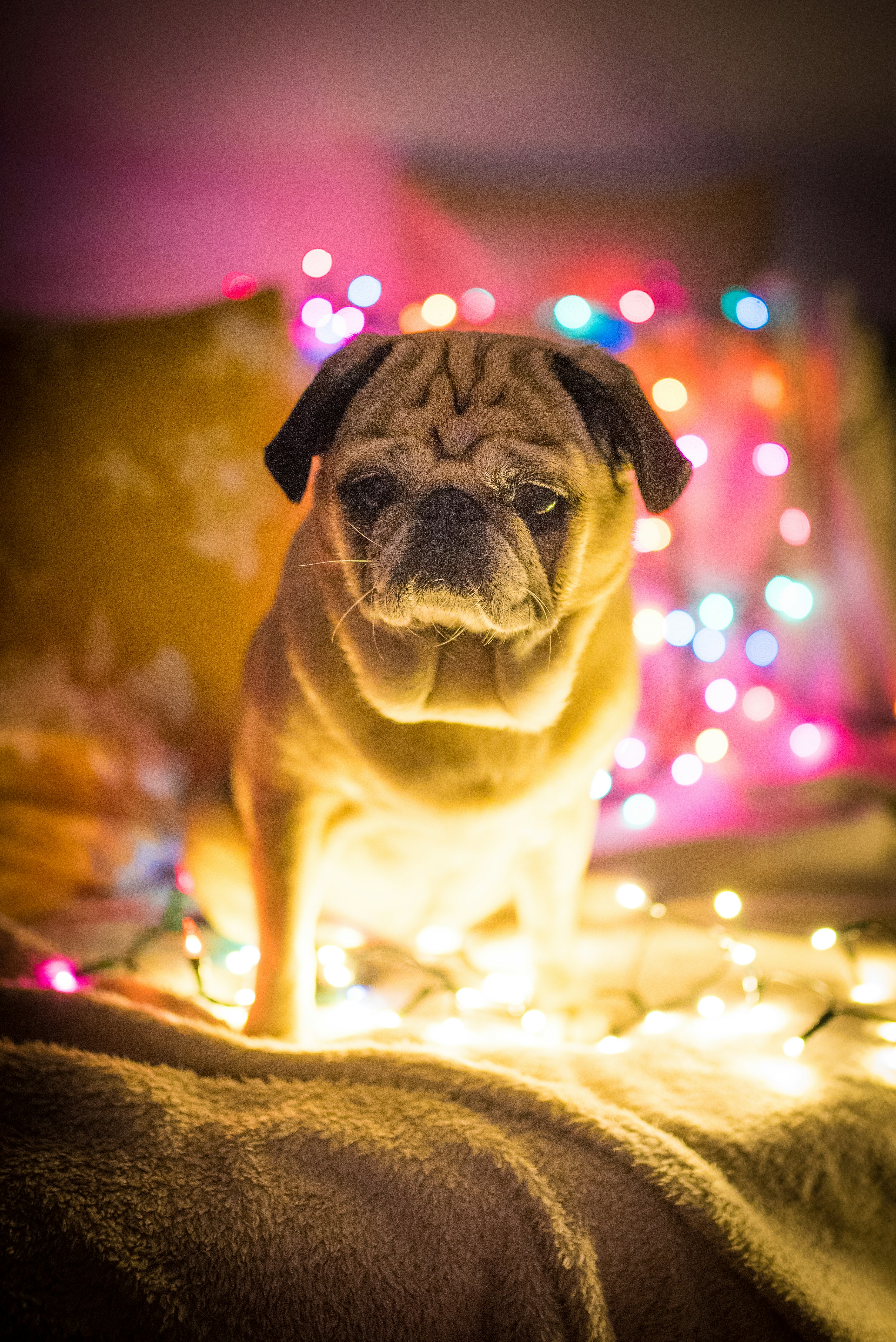 A pug stands proudly surrounded by colorful fairy lights, creating a warm and festive atmosphere.