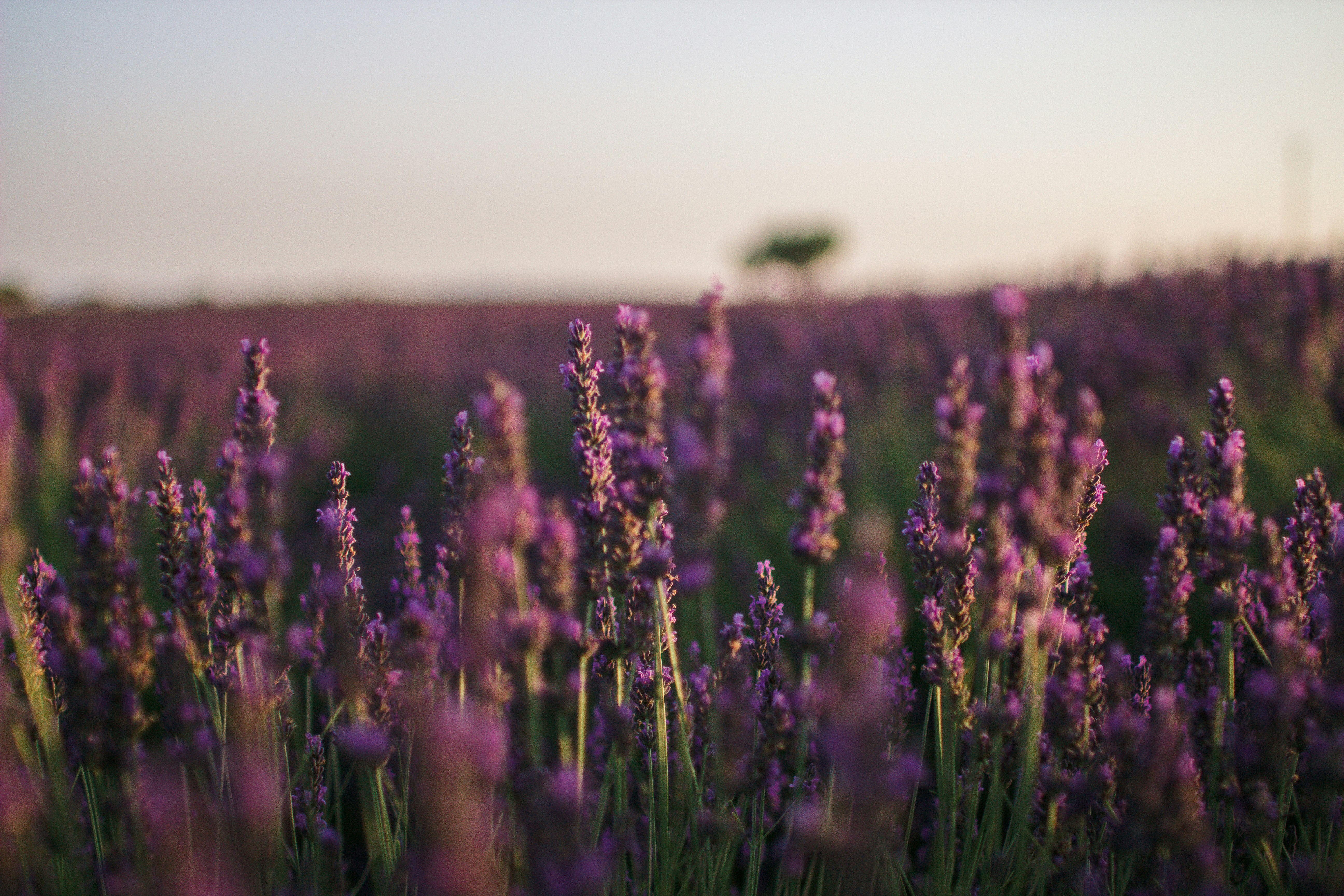 Lavender field bathed in soft evening light, with vibrant purple blooms swaying gently in the breeze. A solitary tree stands in the background.