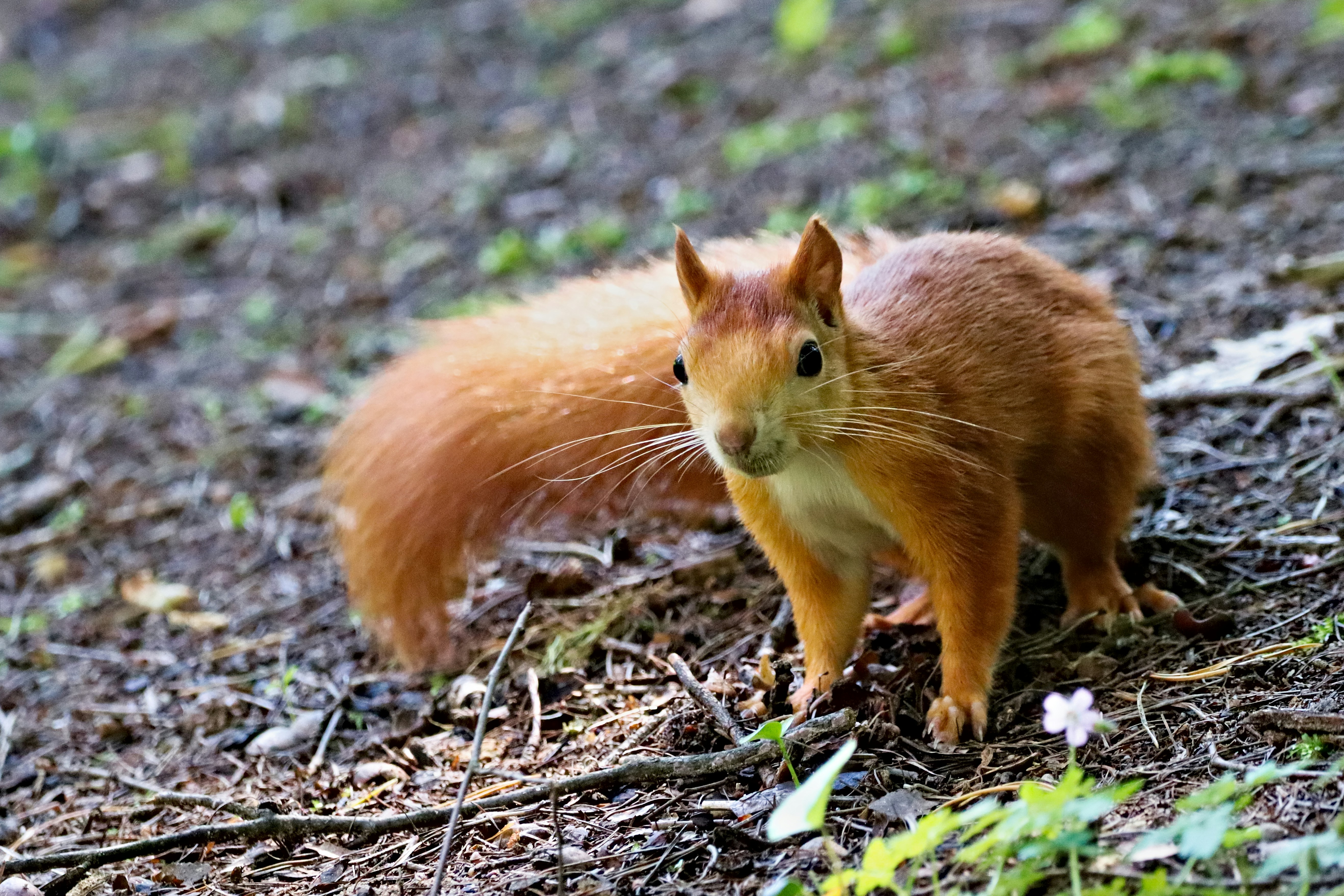 Foto Una ardilla roja está parada en el suelo – Imagen Marrón gratis en ...