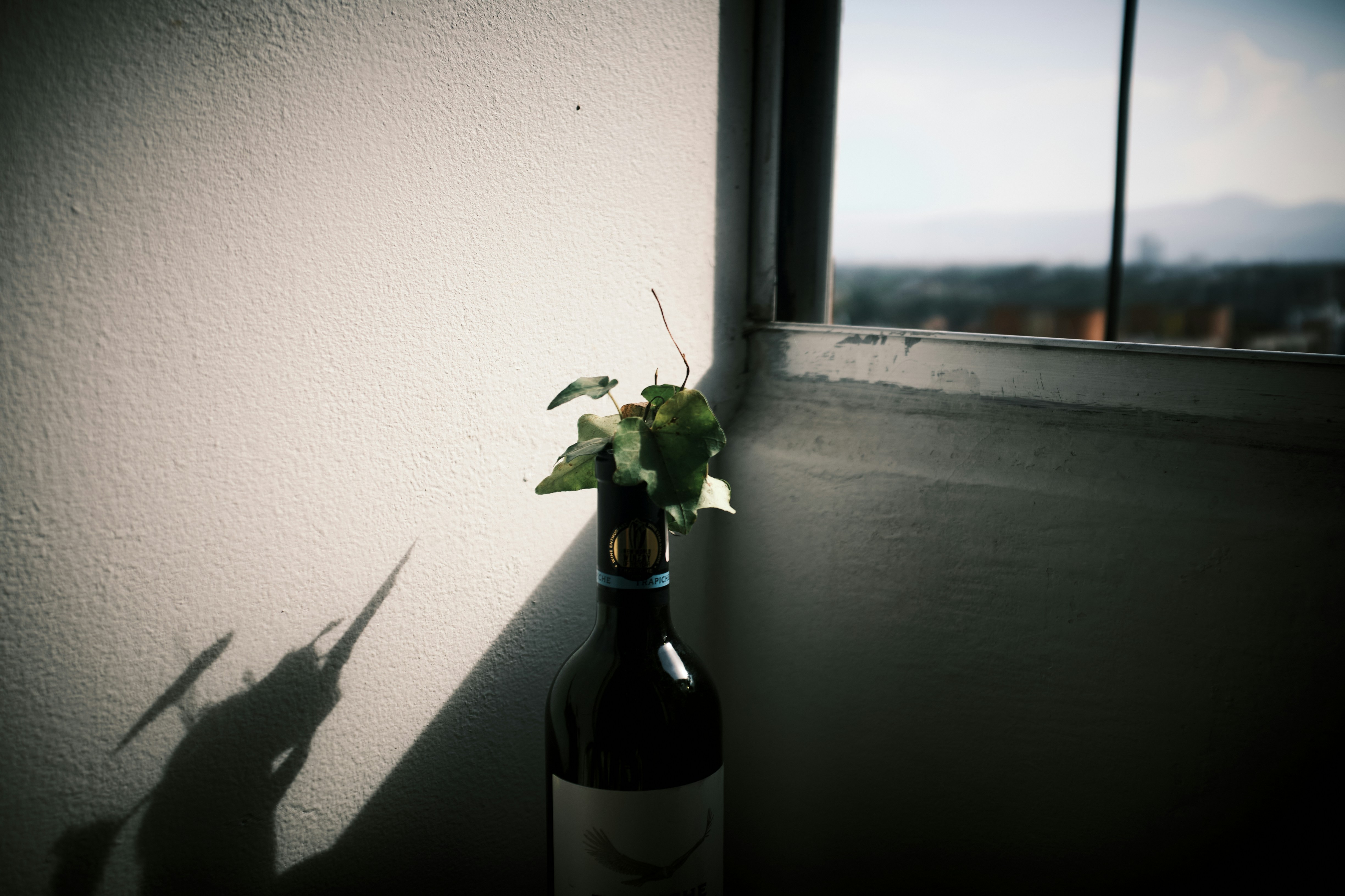 Sunlit Sill Reverie: Leafy Sprig in a Wine Bottle