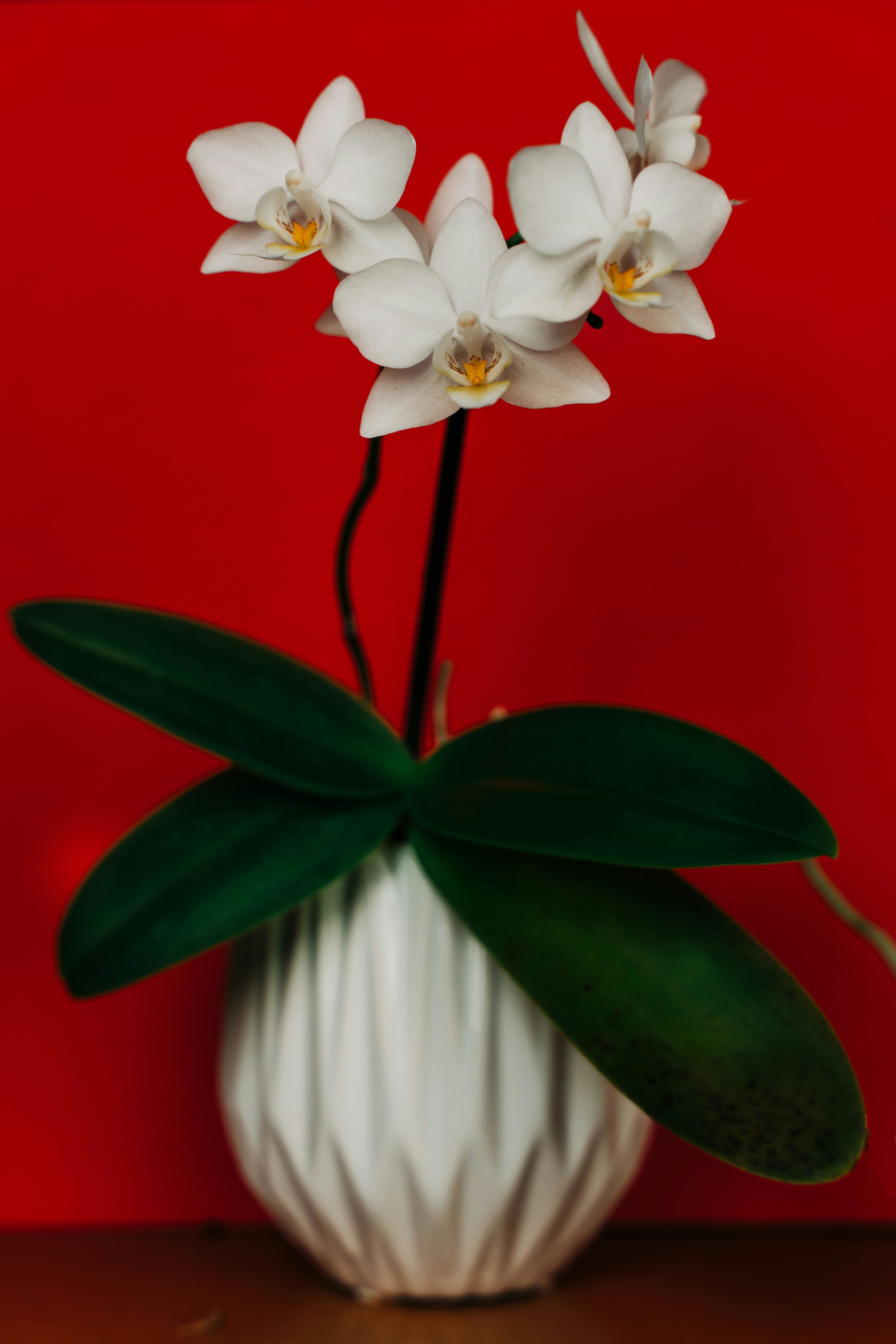 White orchids gracefully arranged in a textured white vase against a vibrant red backdrop.