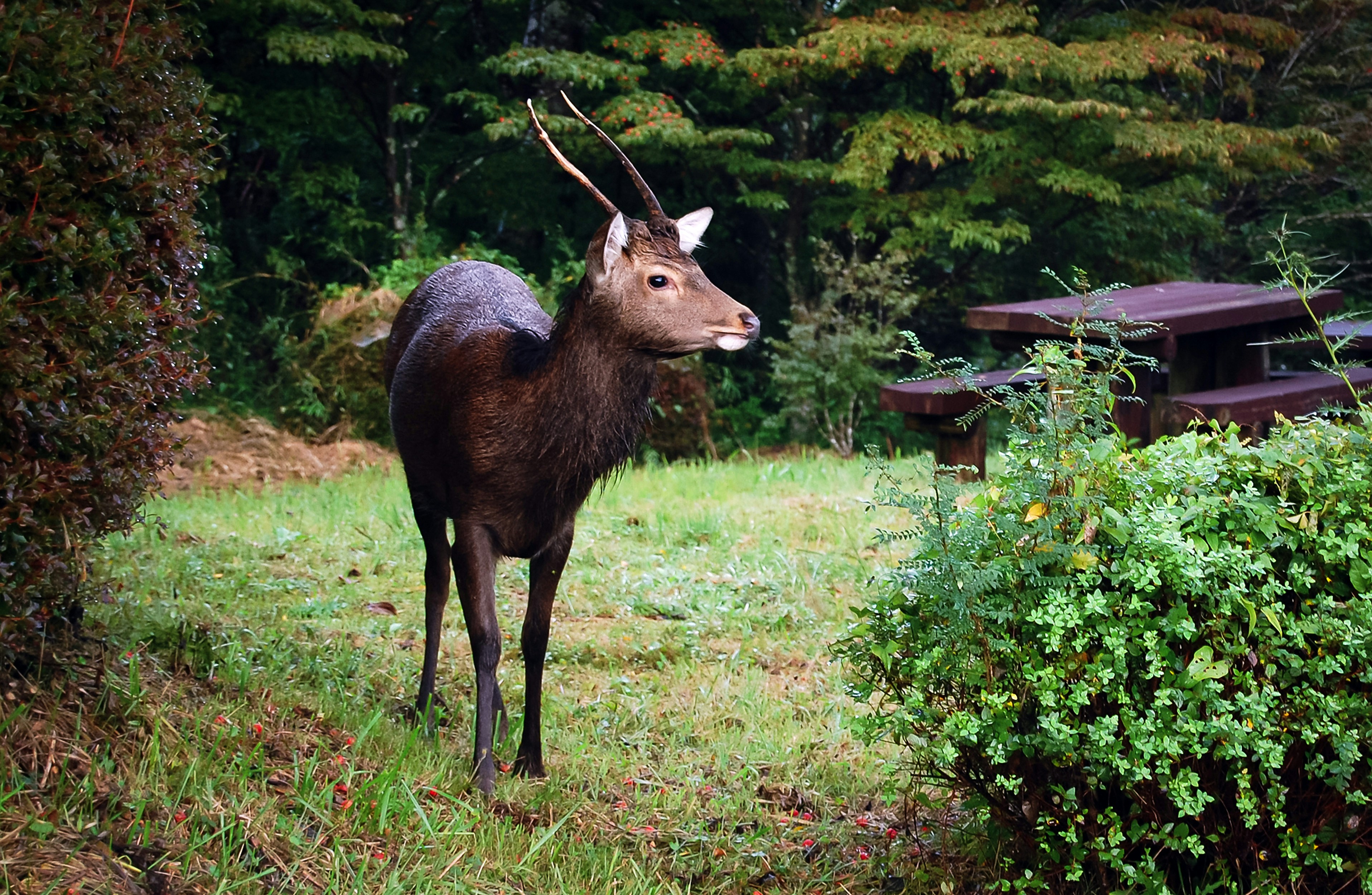Wild deer at Hakone, Kanagawa
