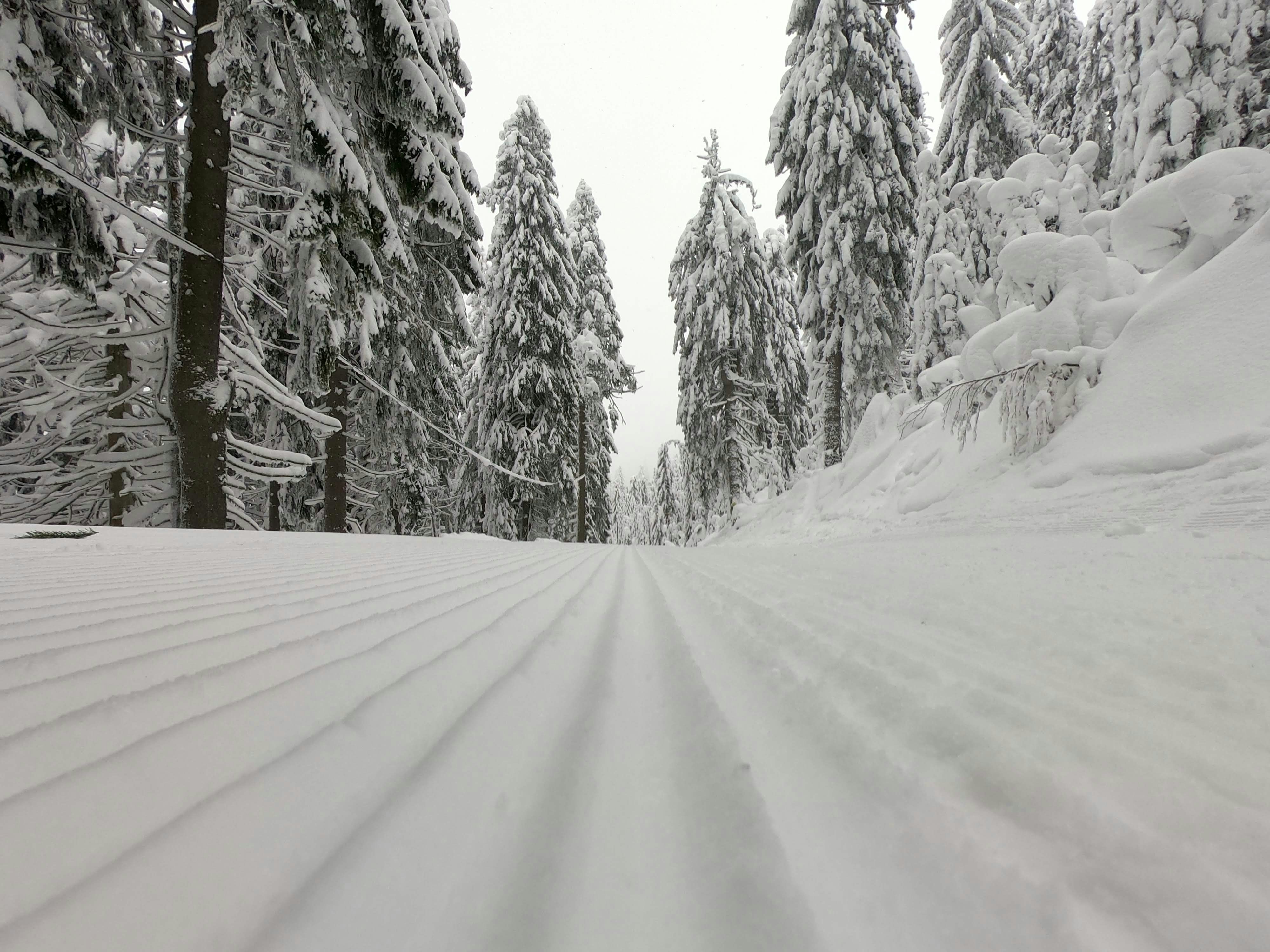 Snow covered road between trees during daytime photo – Free Winter forest road Image on Unsplash