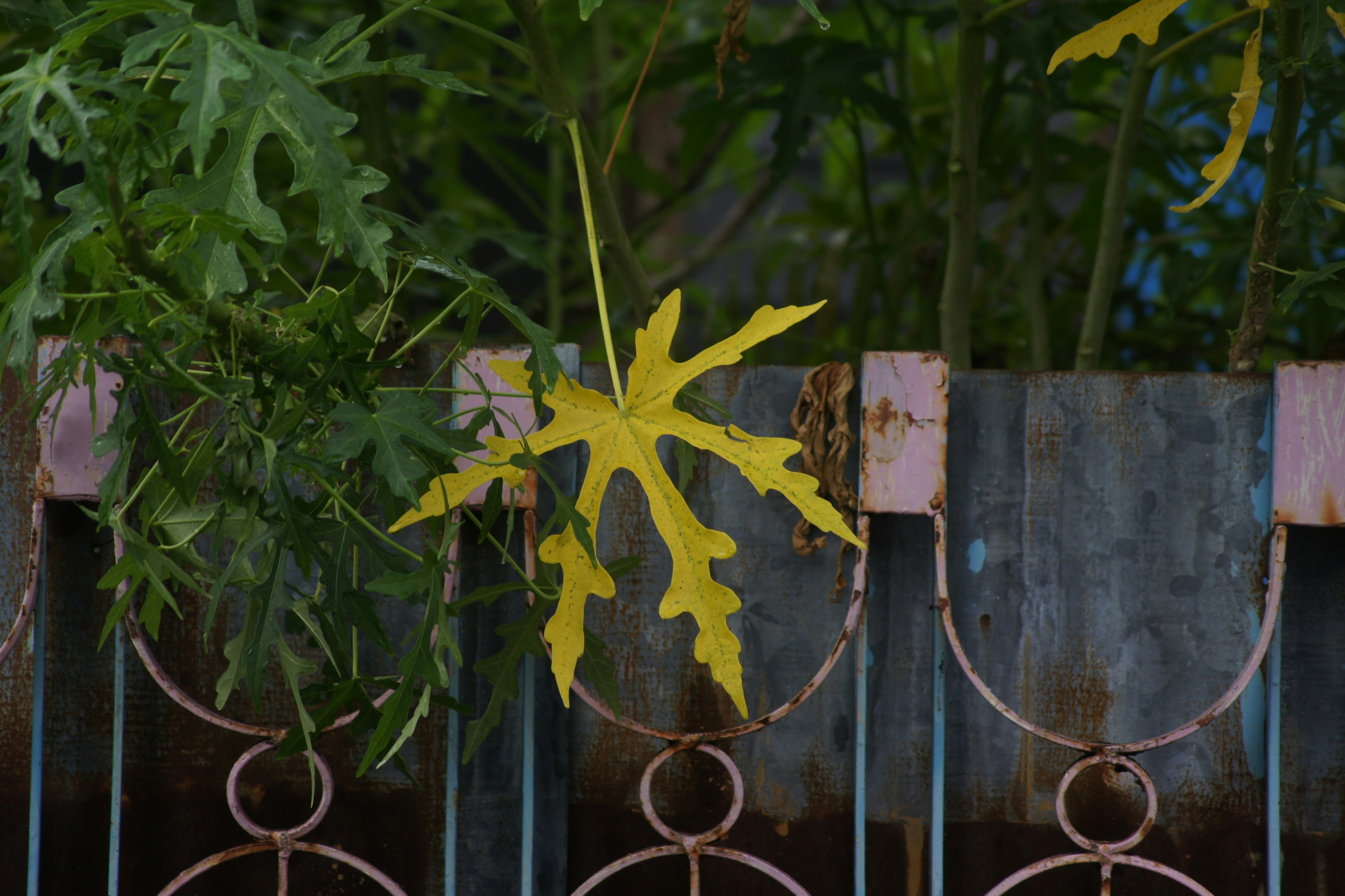 Yellow Leaf Against Rusted Rings: Quiet Contrast on a Garden Fence