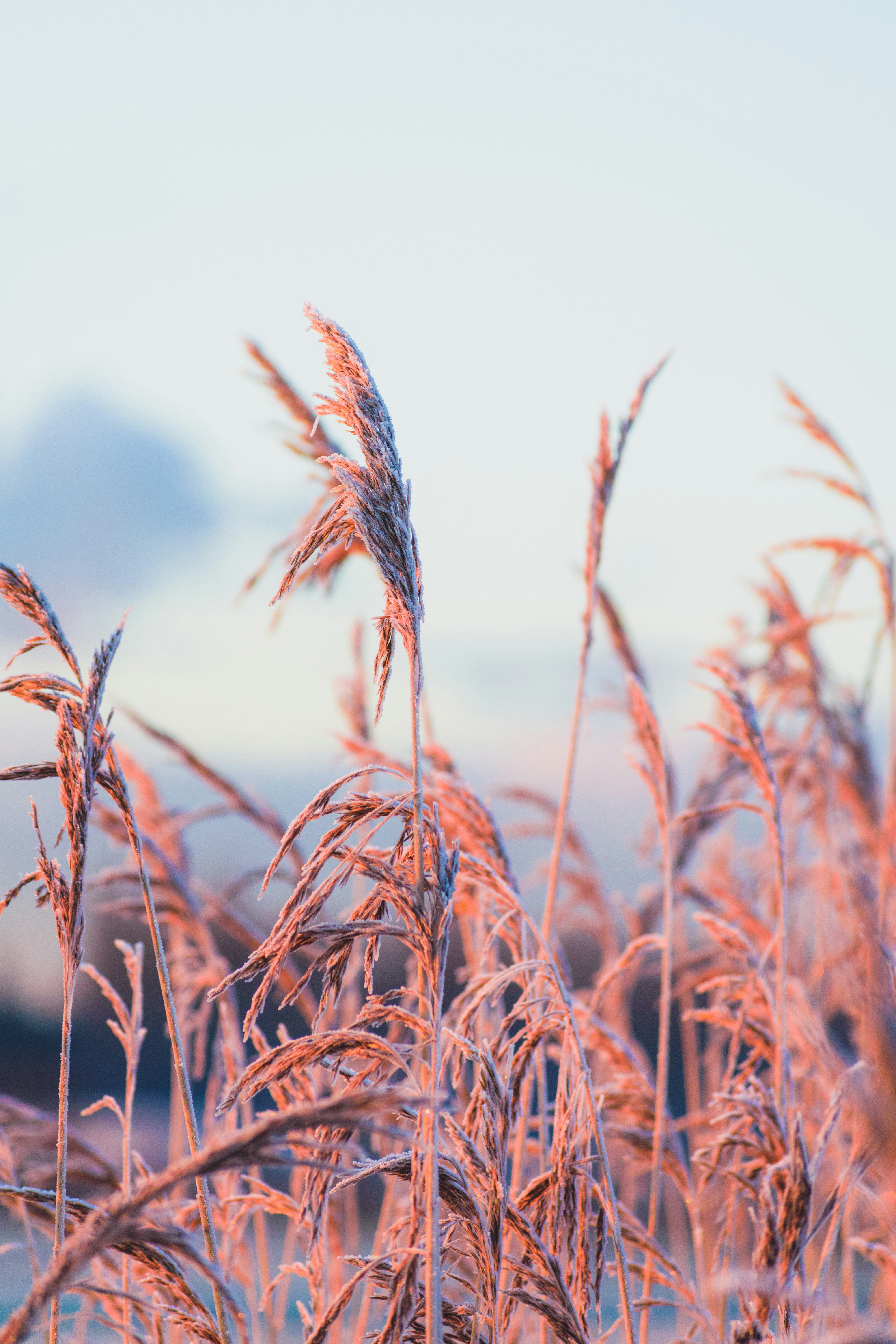 A frosty twilight landscape in the outskirts of Delft