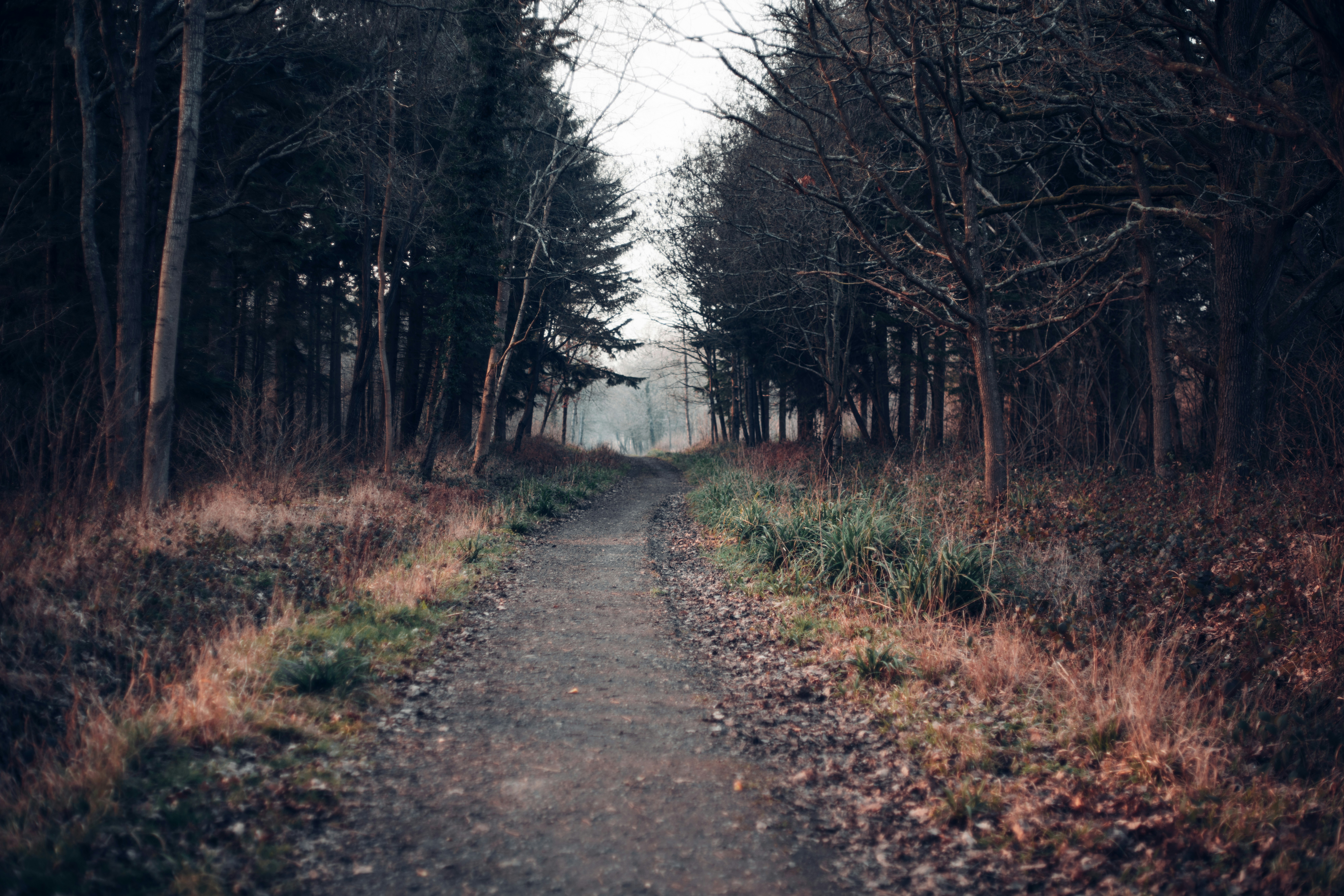 Serene forest trail winding through tall trees, leading into a misty distance. The earthy tones and soft light create a tranquil atmosphere.