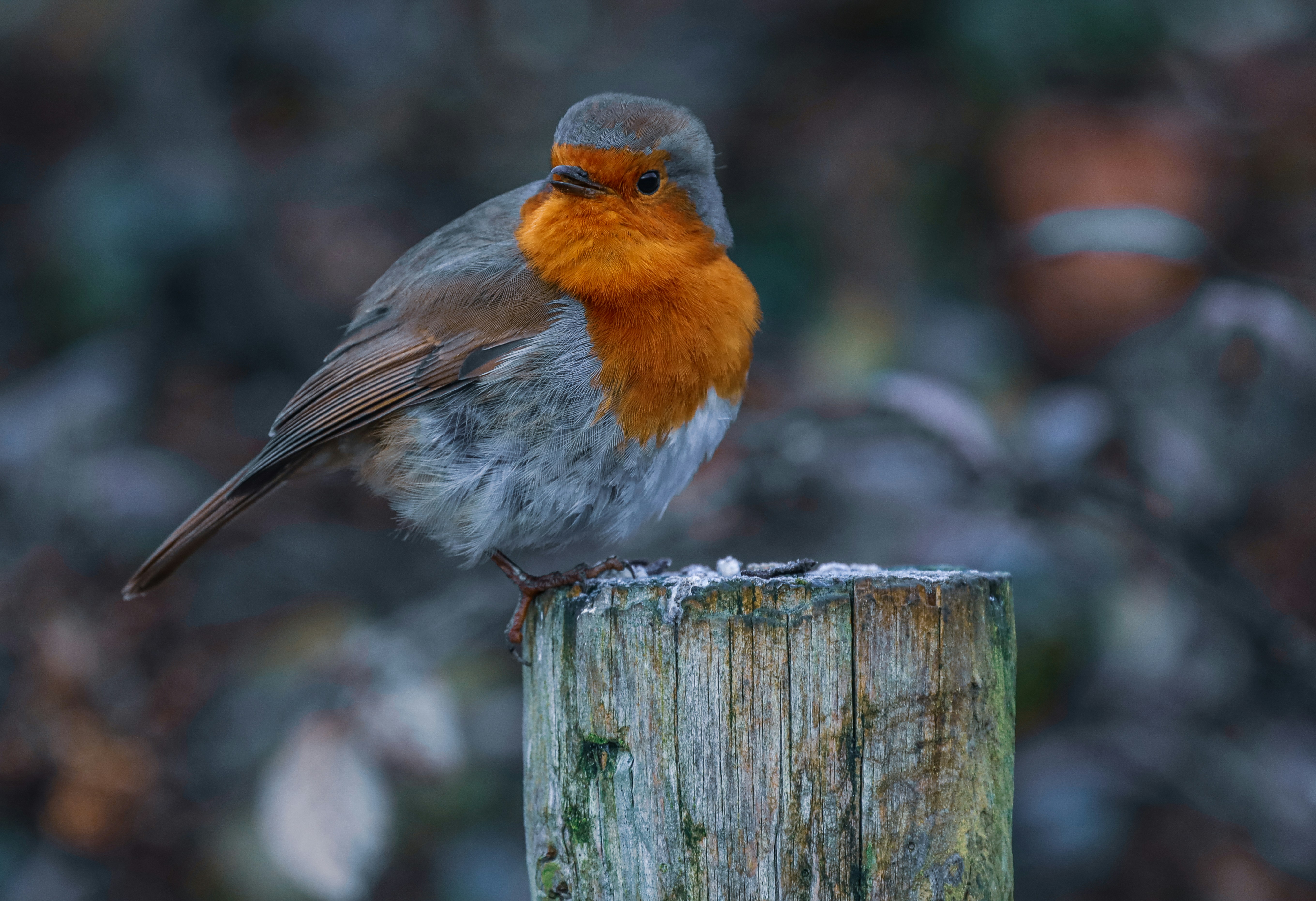 White orange and gray bird on brown wooden fence photo – Free Roding ...