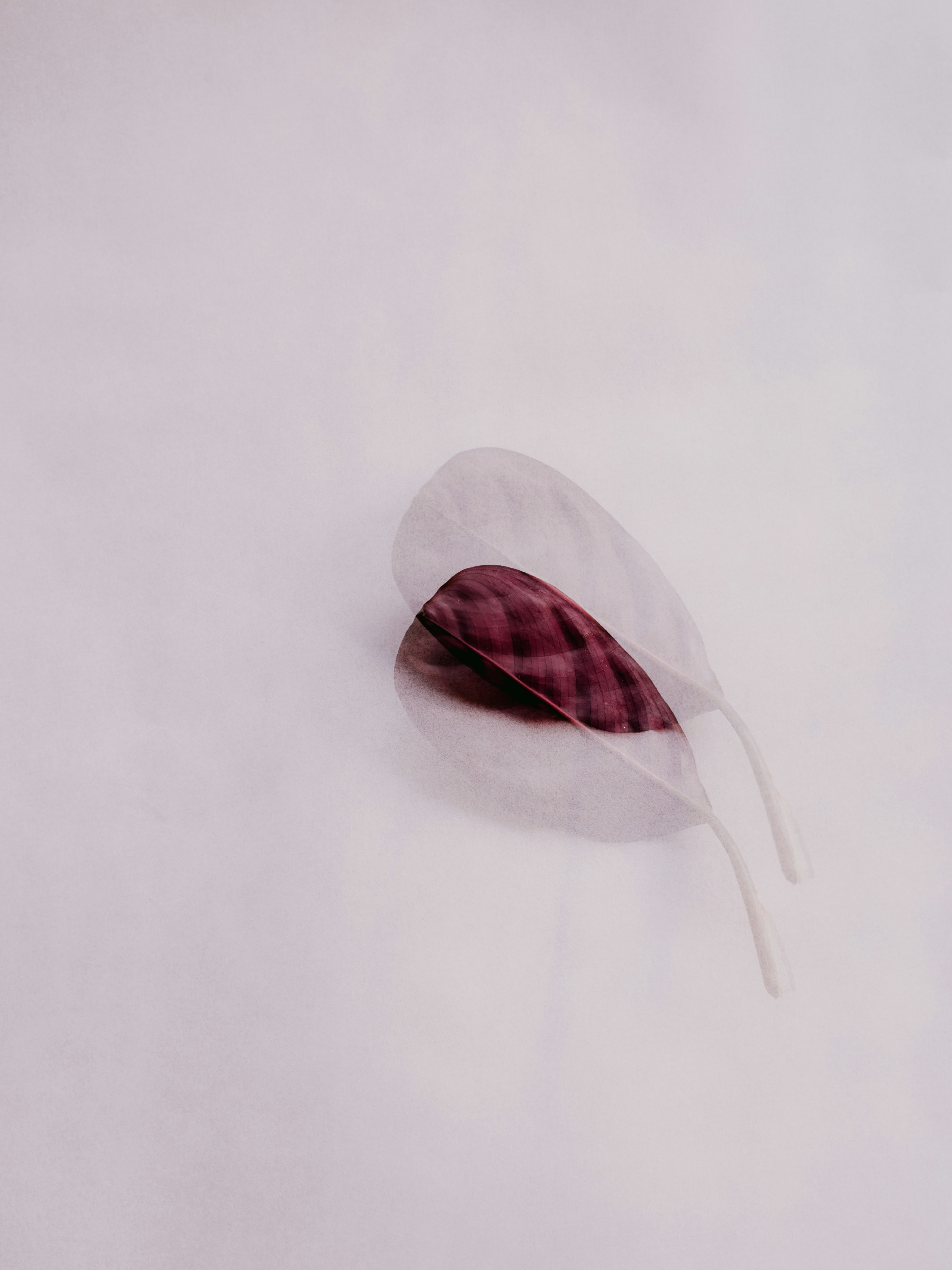 Translucent leaf resting on soft background, revealing delicate patterns and hues. A study in simplicity and elegance.